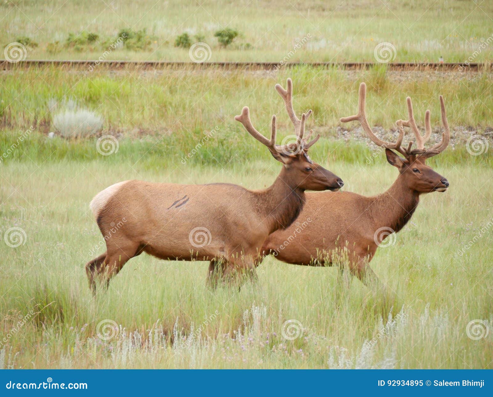 Multiple Deer in National Park Stock Image - Image of tracks, rocks ...