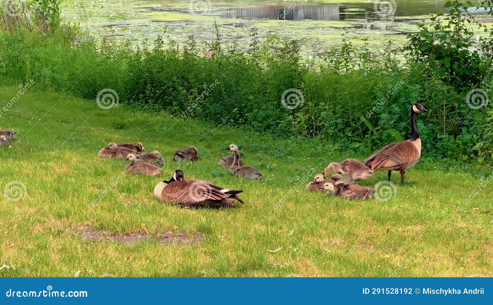 Multiple Duck Feeding in Gras with Ducks in the Background in Local ...