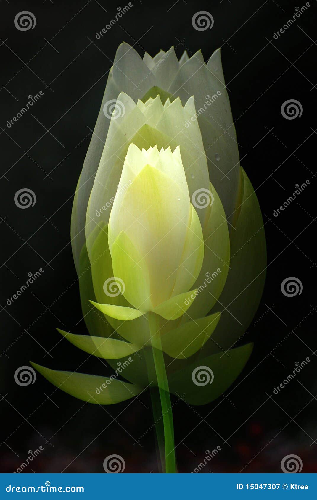 Multiple Exposure of the White Lotus Flower Stock Image - Image of ...