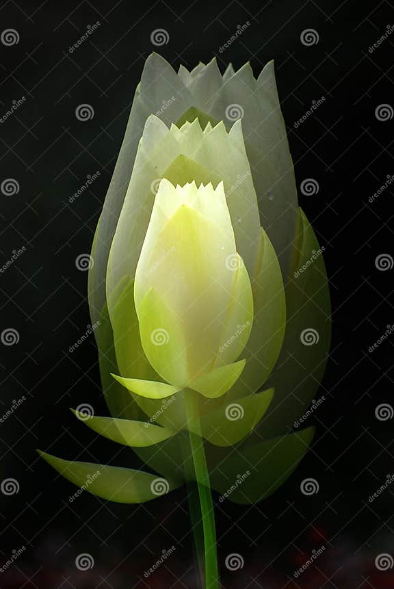 Multiple Exposure of the White Lotus Flower Stock Image - Image of ...