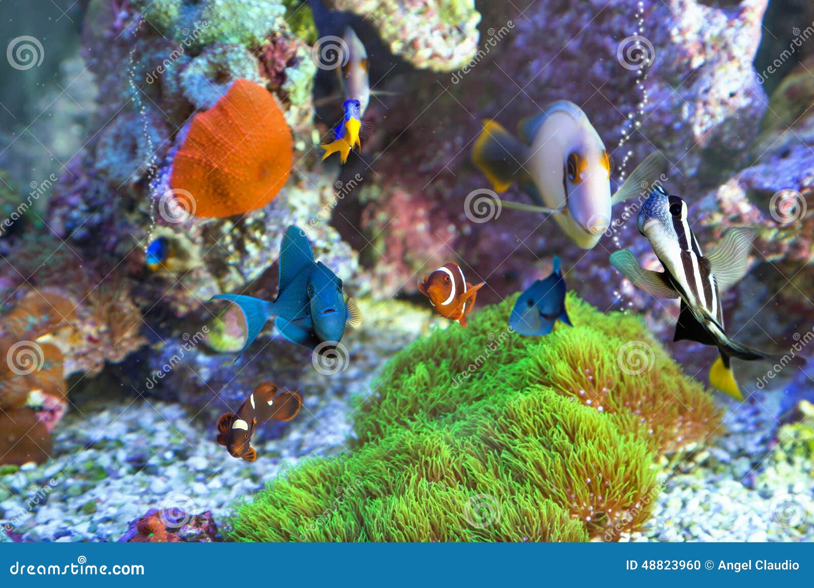 Multiple Fish at Home Aquarium Stock Photo - Image of acanthurus, salt ...