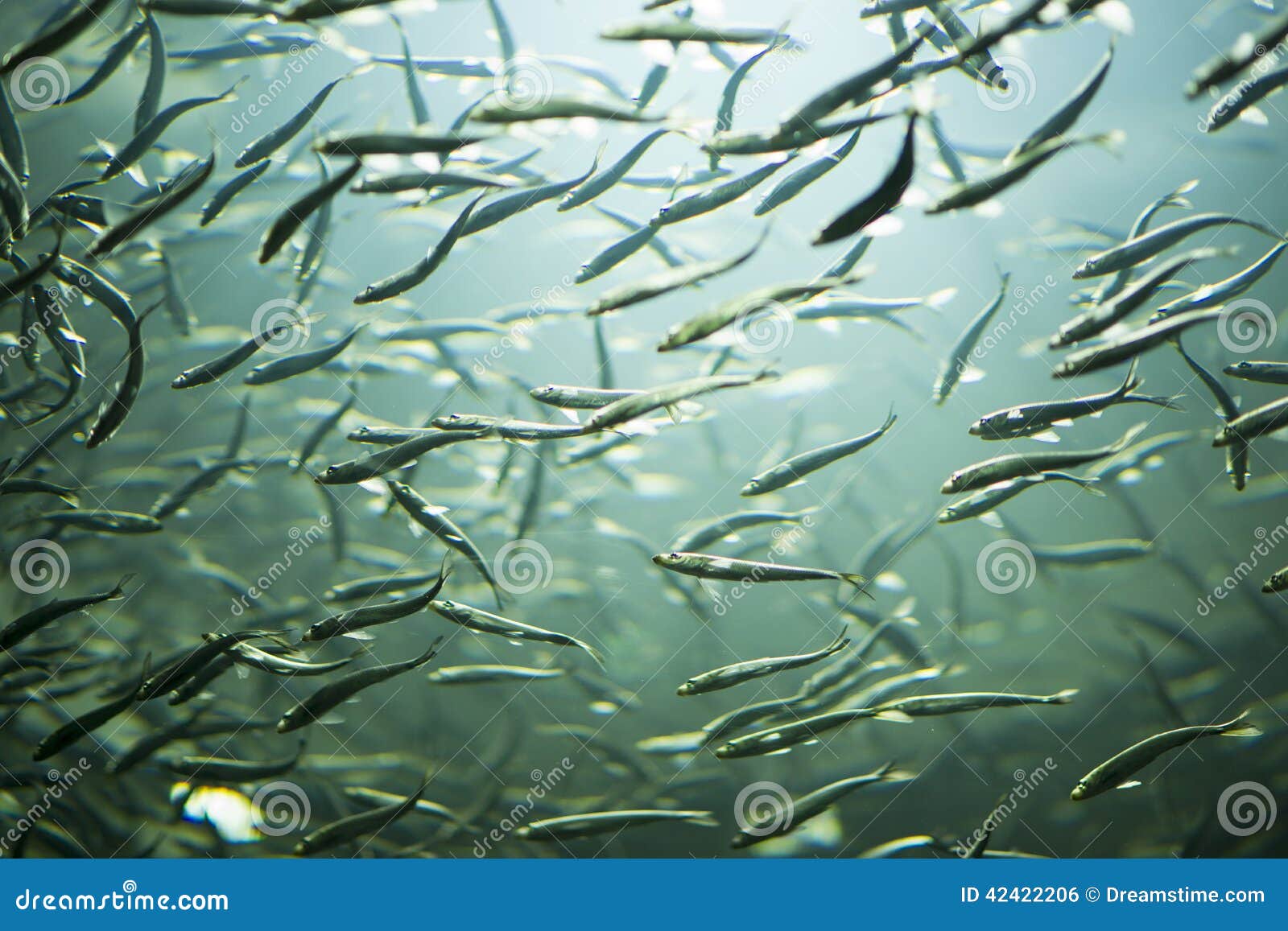 Multiple Fish Swimming with Light from Above Stock Photo - Image of ...