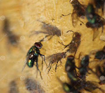Multiple Flies Stuck To Flypaper Stock Photo - Image of control ...