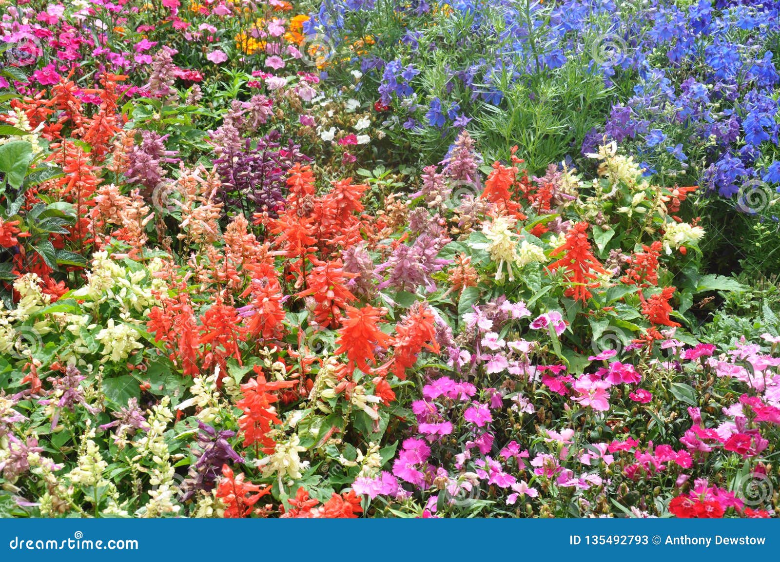 Multiple Flowers in a Garden Stock Image - Image of lots, bright: 135492793