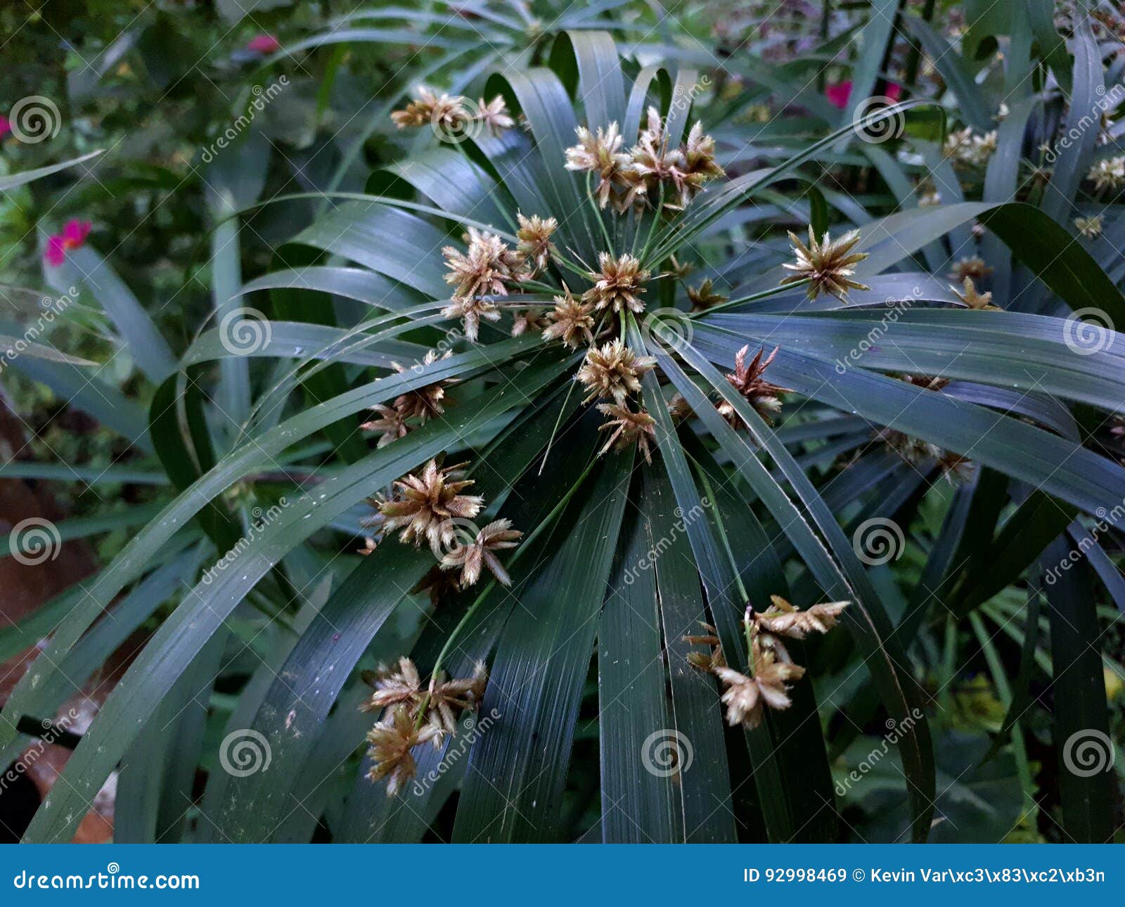 Multiple flowers stock image. Image of plant, multiples - 92998469