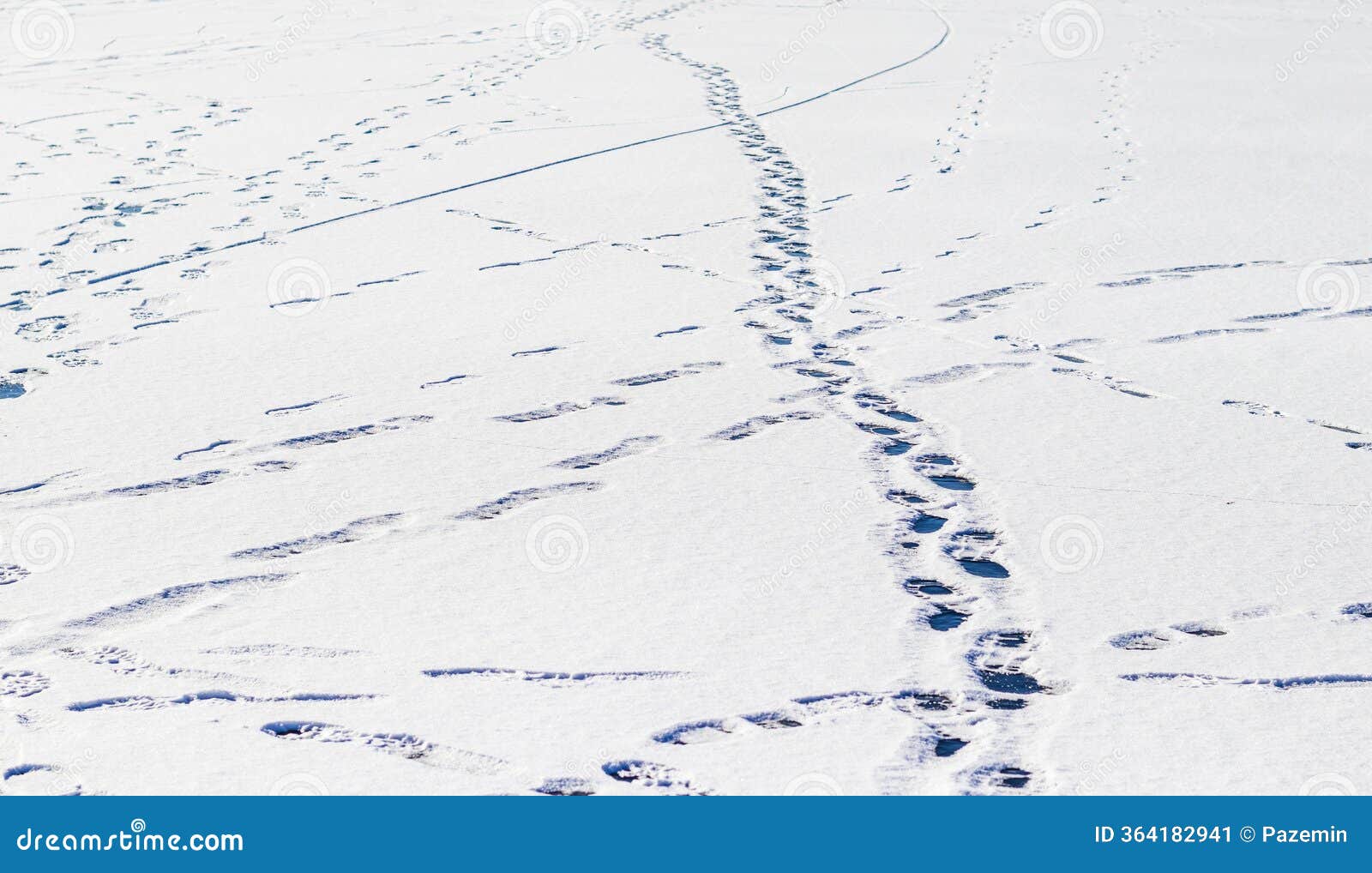 Multiple Footprints On The Snow. Texture Royalty-Free Stock Image ...