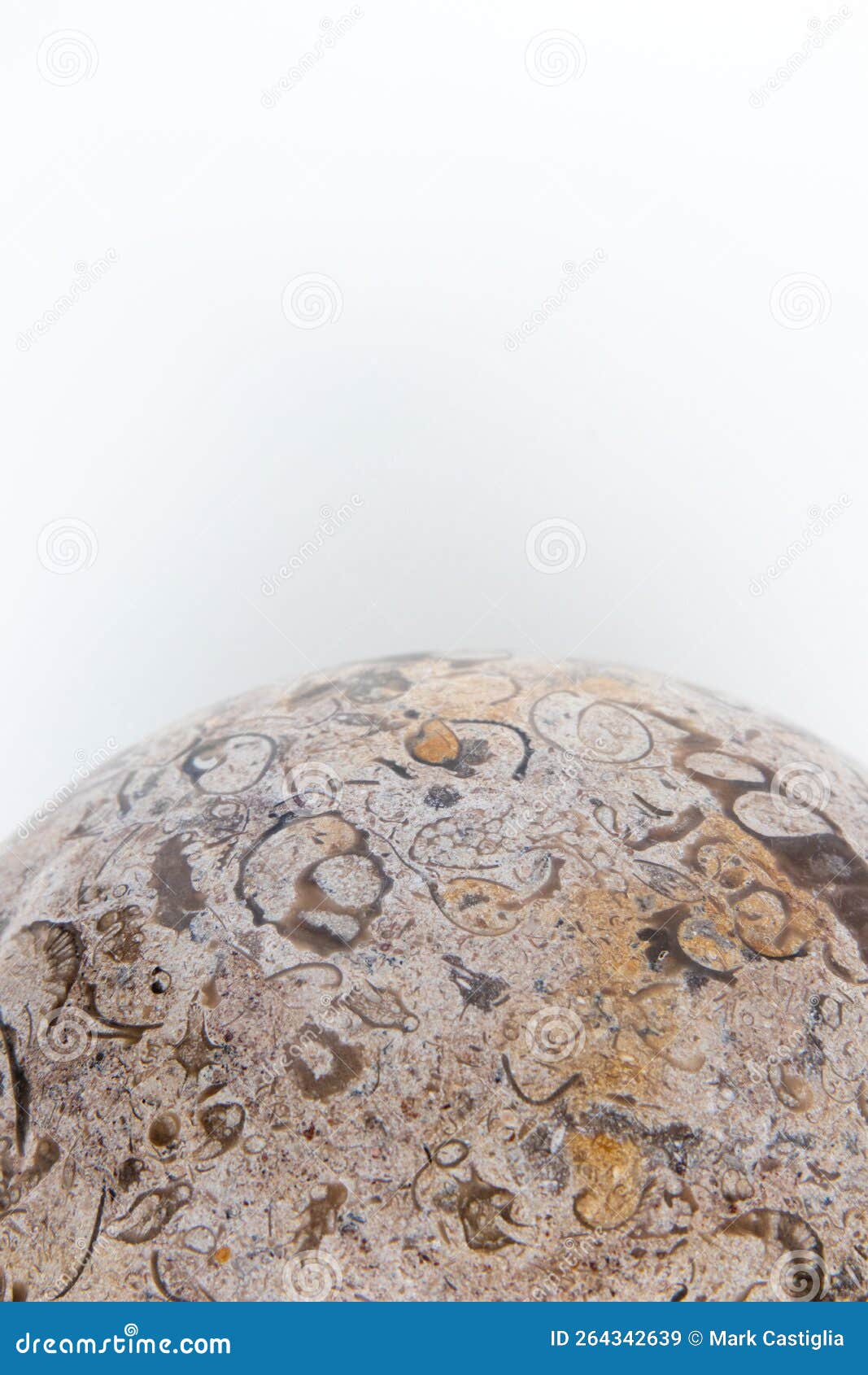 Multiple Fossils Embedded in Smooth Stone on White Background with ...