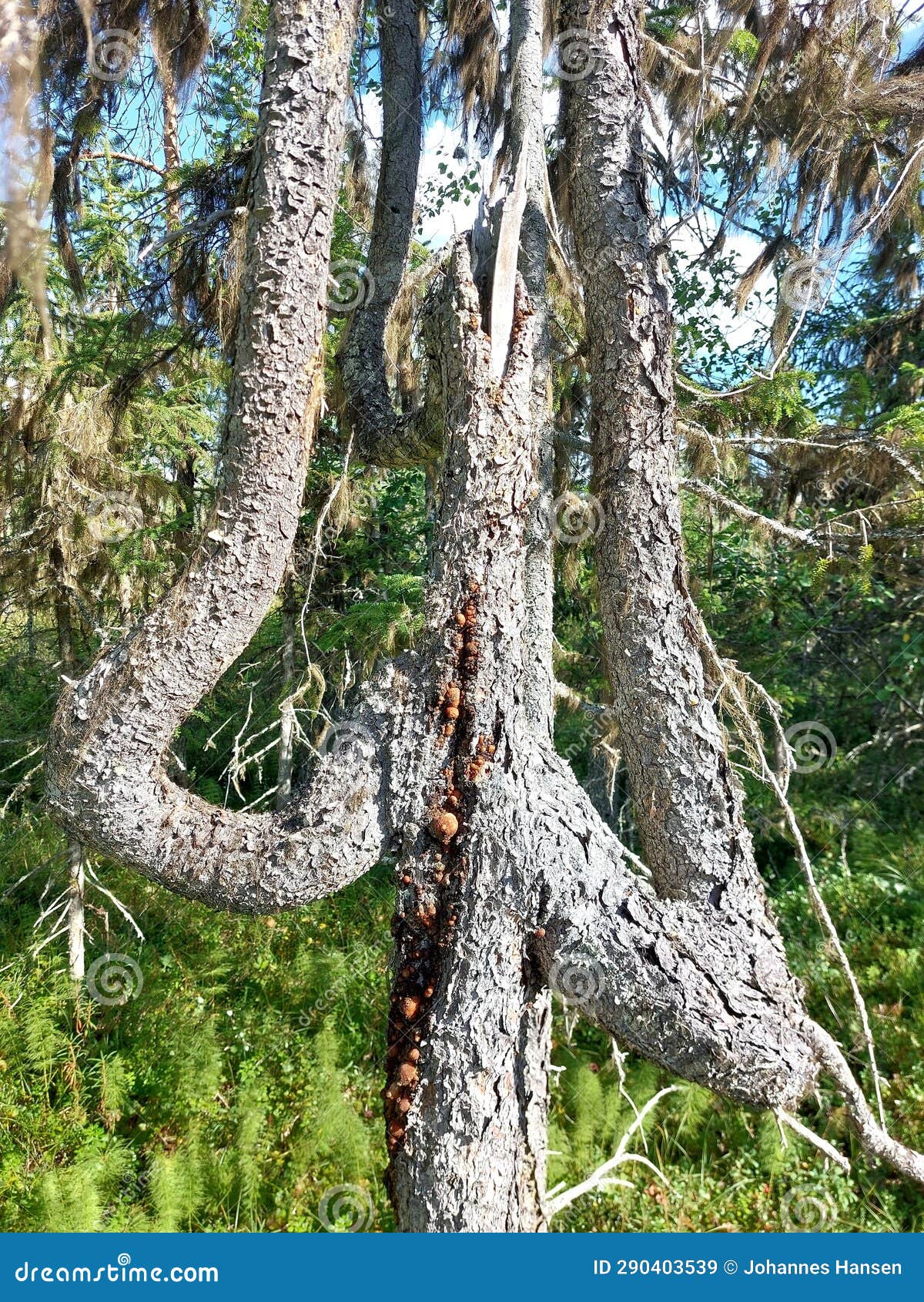 Multiple Fractures Led To this Unique Growth Form of a Spruce Tree ...