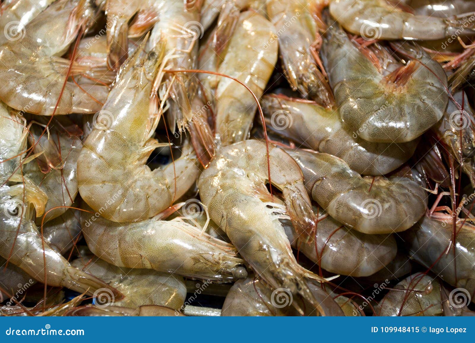 Multiple fresh raw prawns stock image. Image of healthy - 109948415