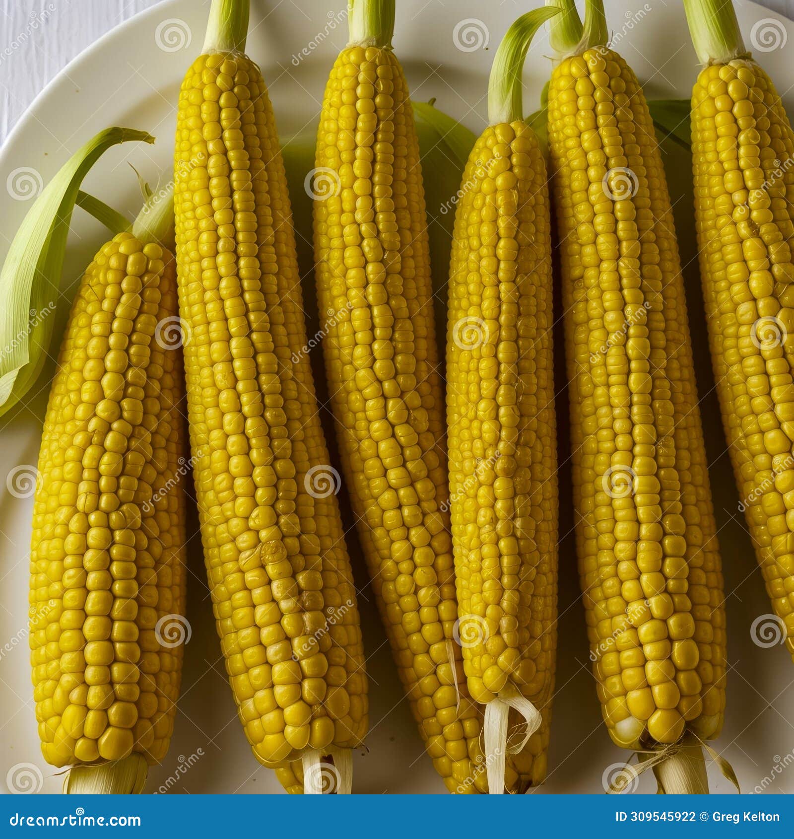 Multiple Fresh Yellow Corn Ears with Green Husks Arranged Vertically on ...