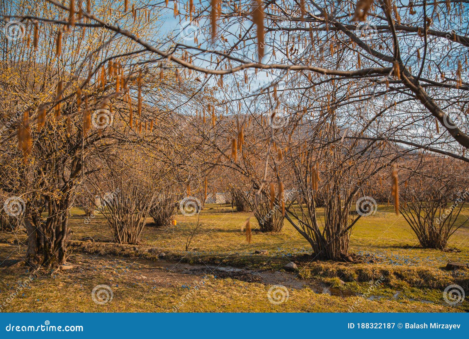 Multiple Fruit Trees in the Farmland in Autumn Stock Image - Image of ...