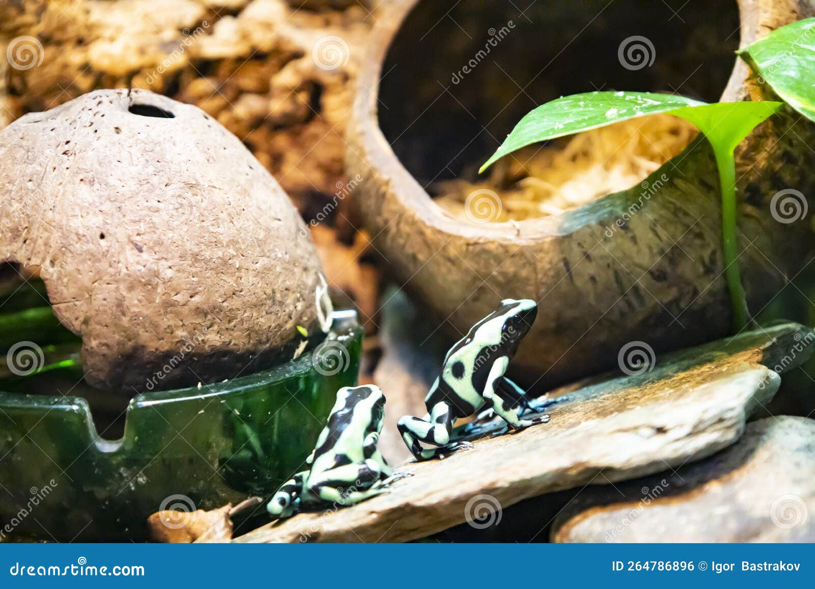 Multiple Green Frogs Sitting in a Moss at the Pond Stock Photo - Image ...