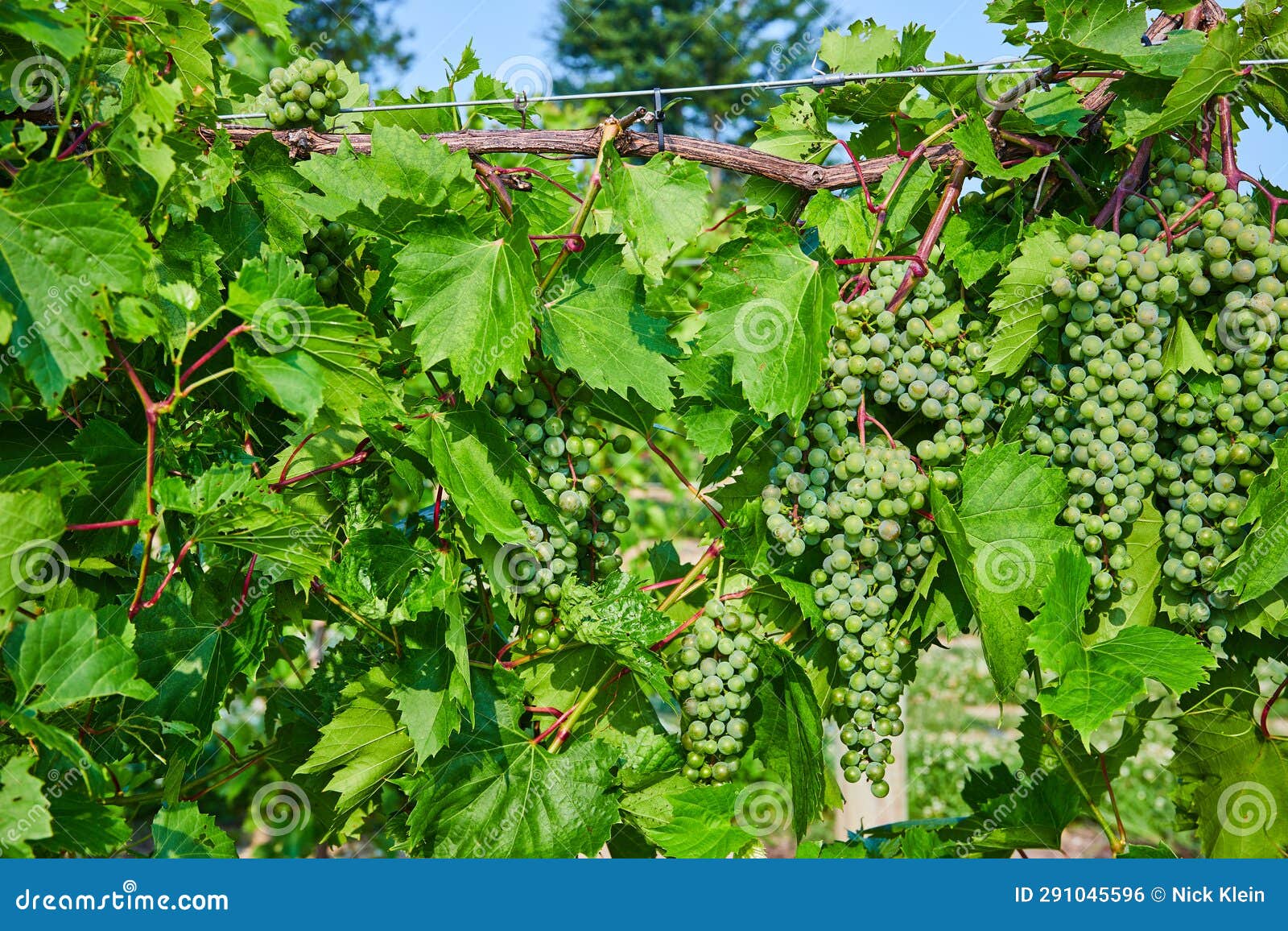 Multiple Green Grape Bundles Growing on Purple Vine with Large Leaves ...