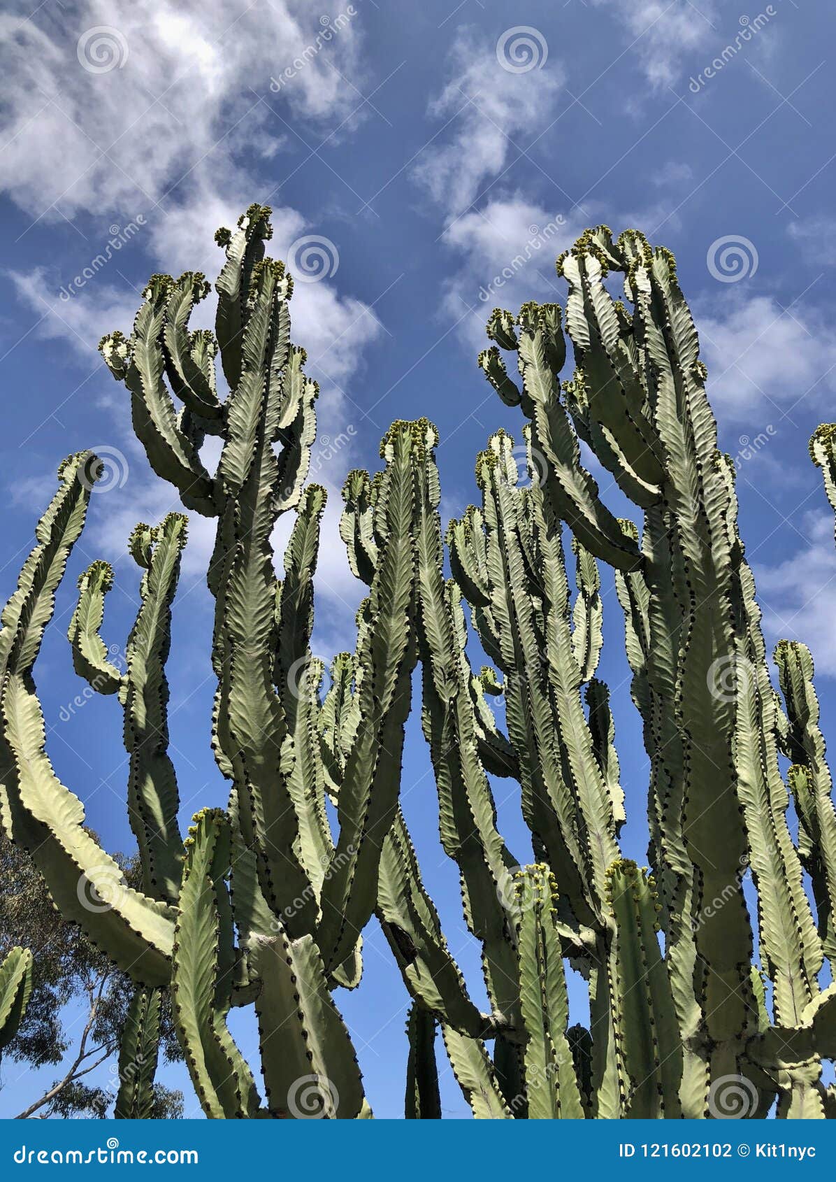Multiple Green Tall Cacti stock photo. Image of flower - 121602102