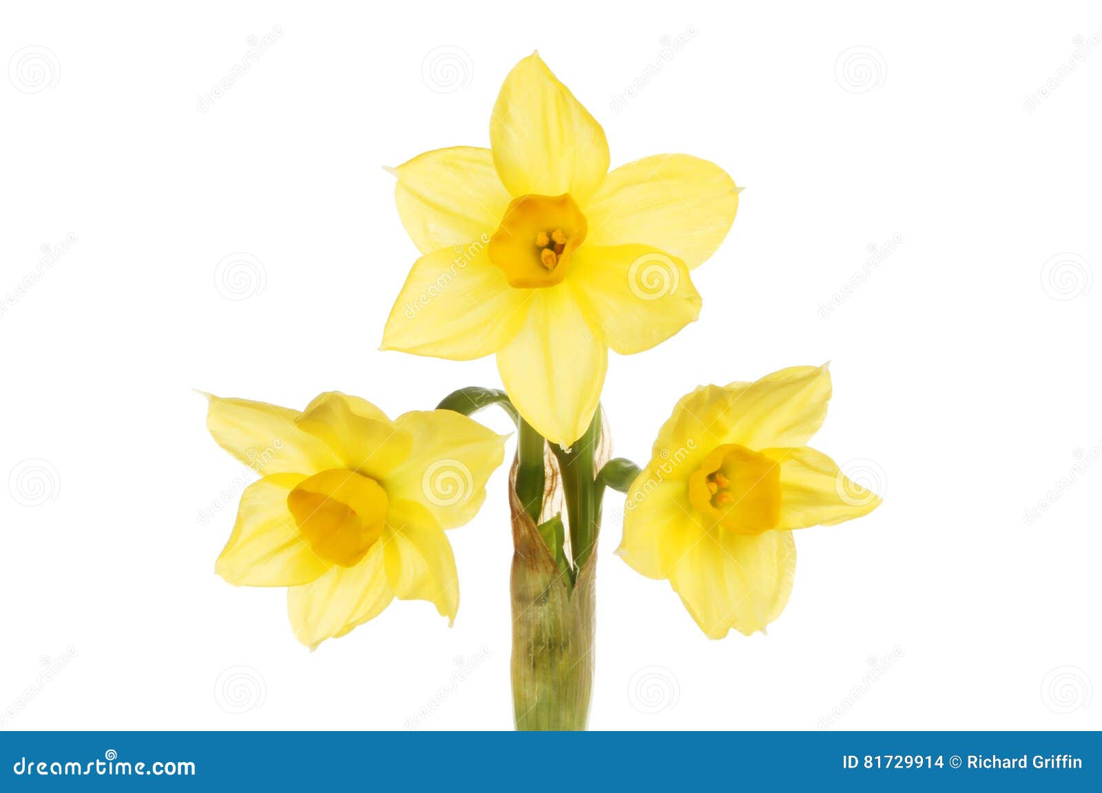 Multiple Headed Narcissus Flower Stock Photo - Image of yellow, flower ...