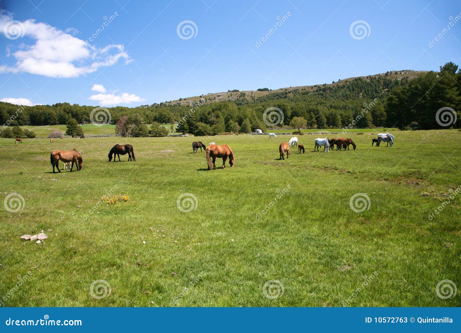 Multiple horses grazing stock image. Image of graze, europe - 10572763