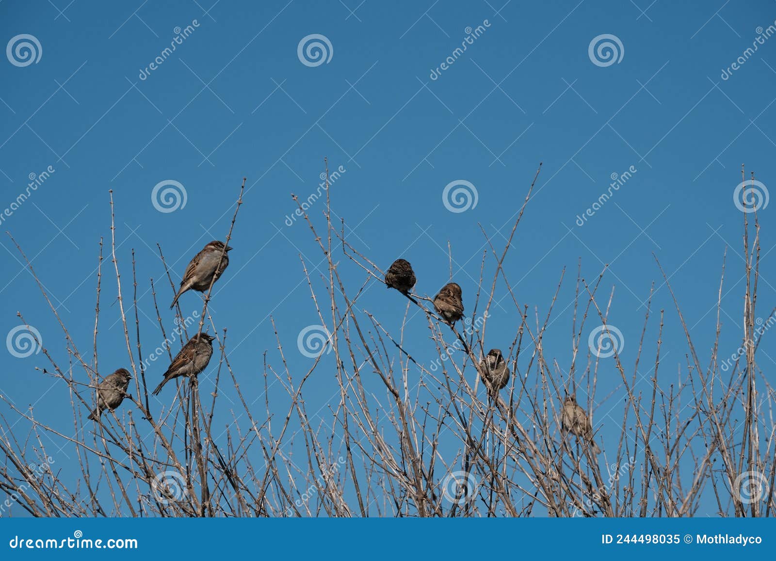 Multiple House Sparrows in Nature on Bush. Sparrow Birds in Nature in a ...