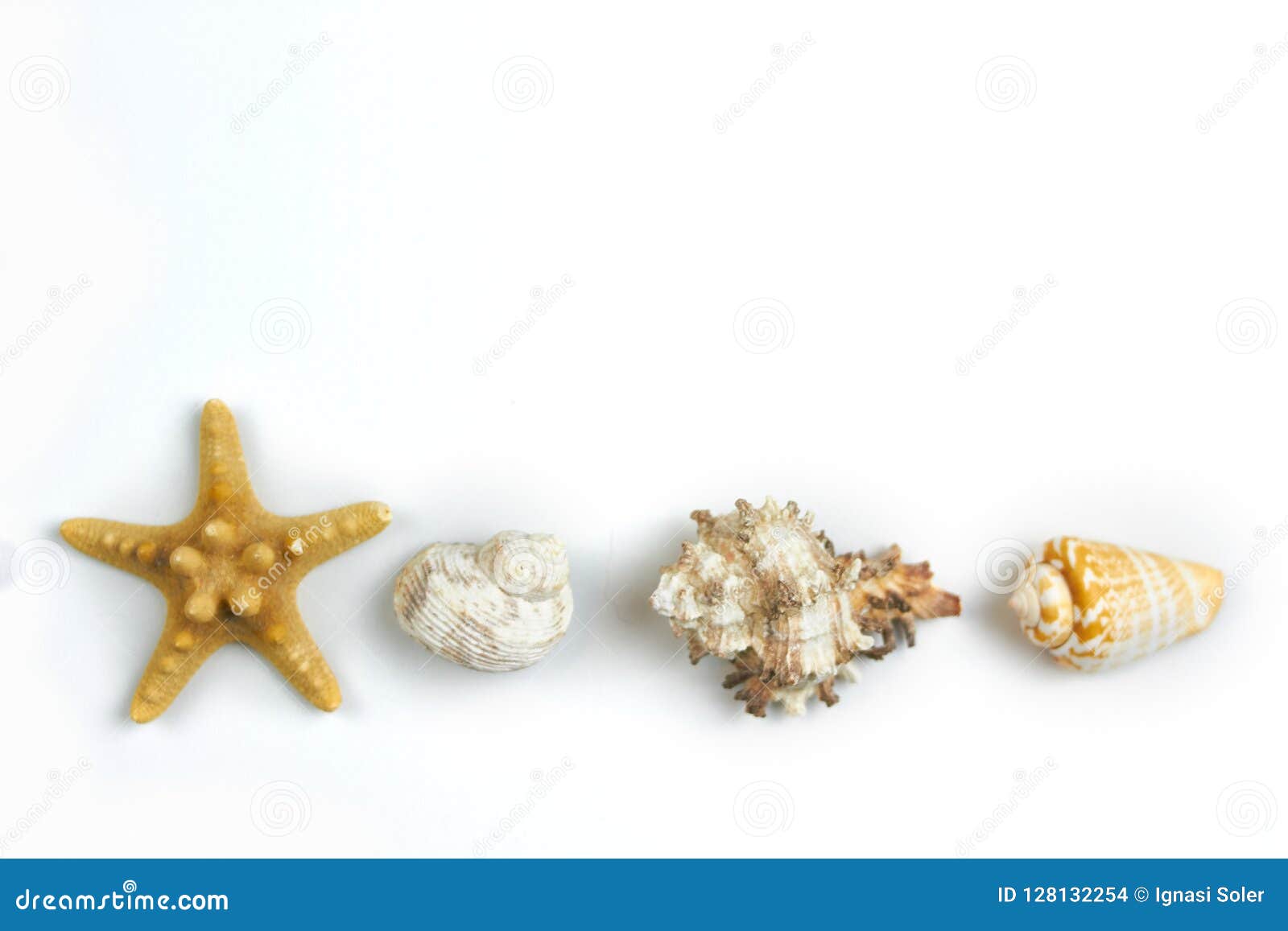 Isolated Seashell on a White Background Stock Photo - Image of beach ...