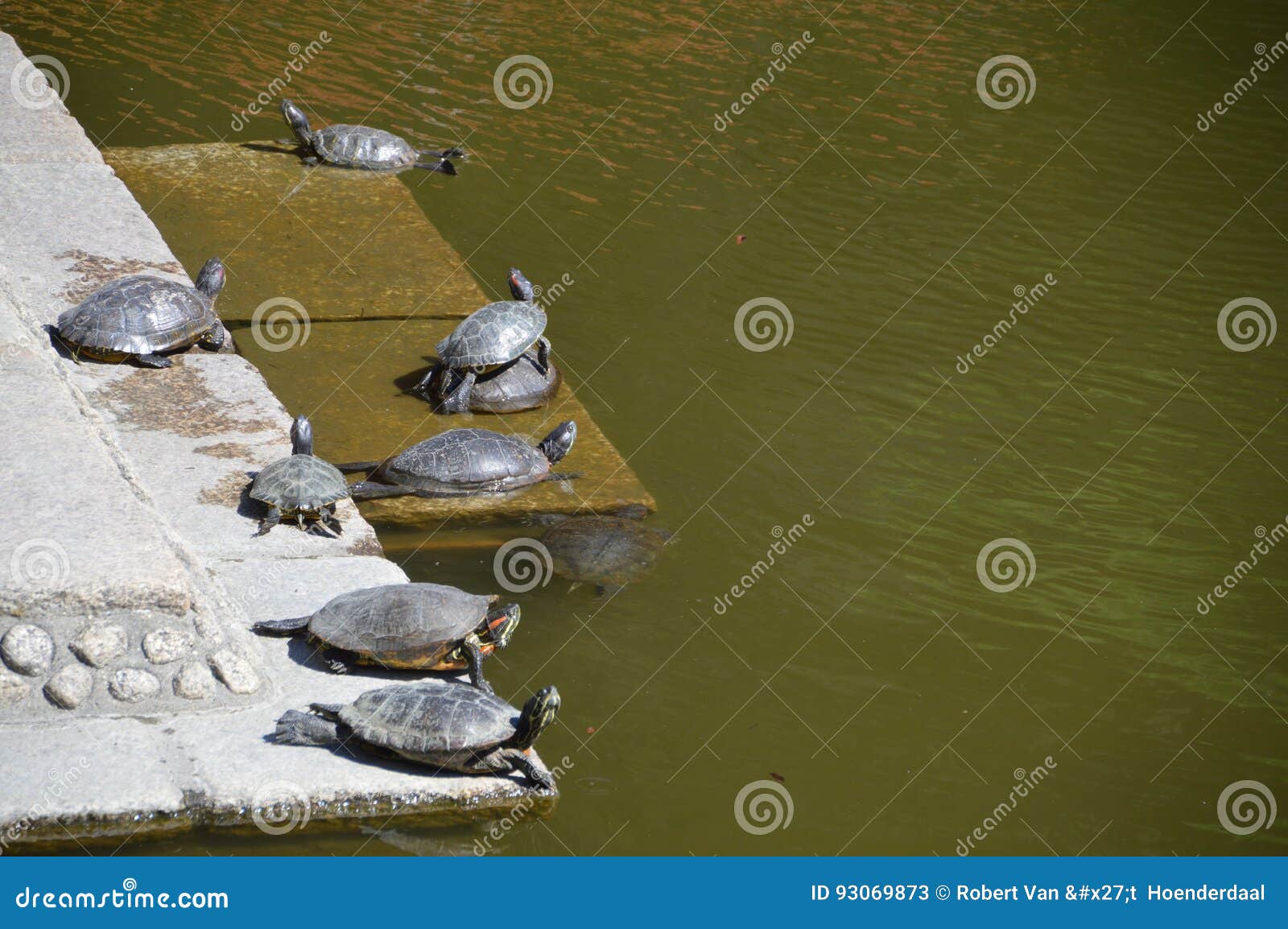 Multiple Japanese Turtles Lying in the Sun Stock Image - Image of ...