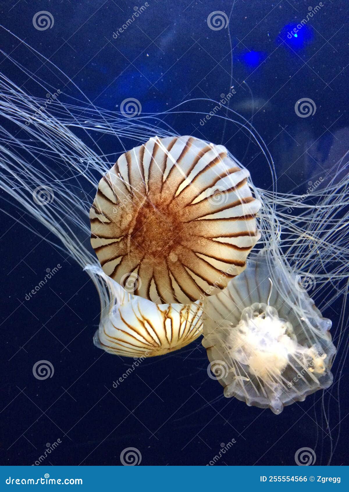 Multiple Jellyfish at Different Angles in Blue Water in Aquarium Stock ...