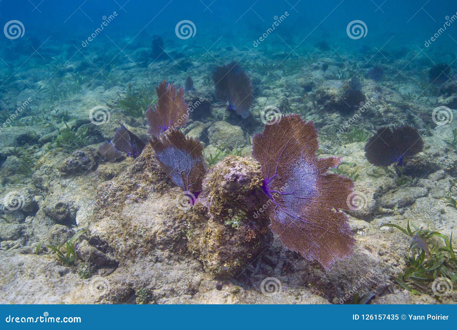 Large fan coral stock image. Image of colorful, undersea - 126157435