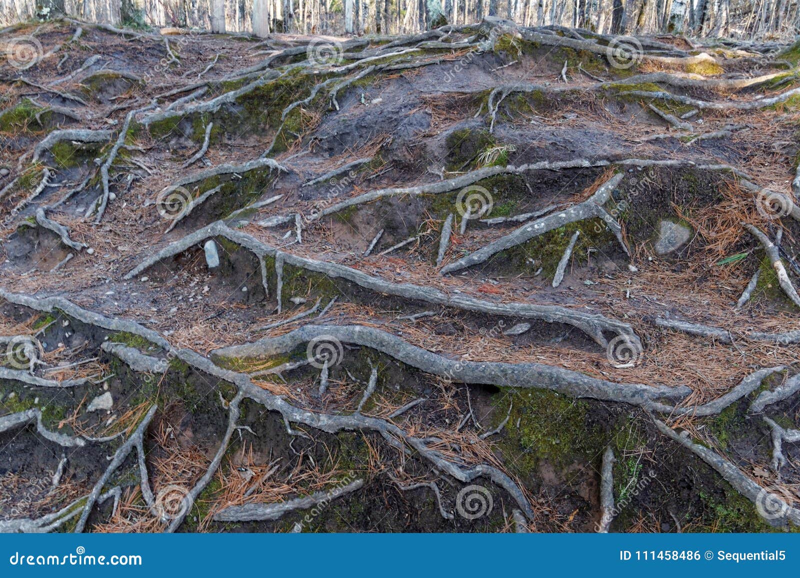 Multiple Layers of Tree Roots Stock Photo - Image of life, minnesota ...