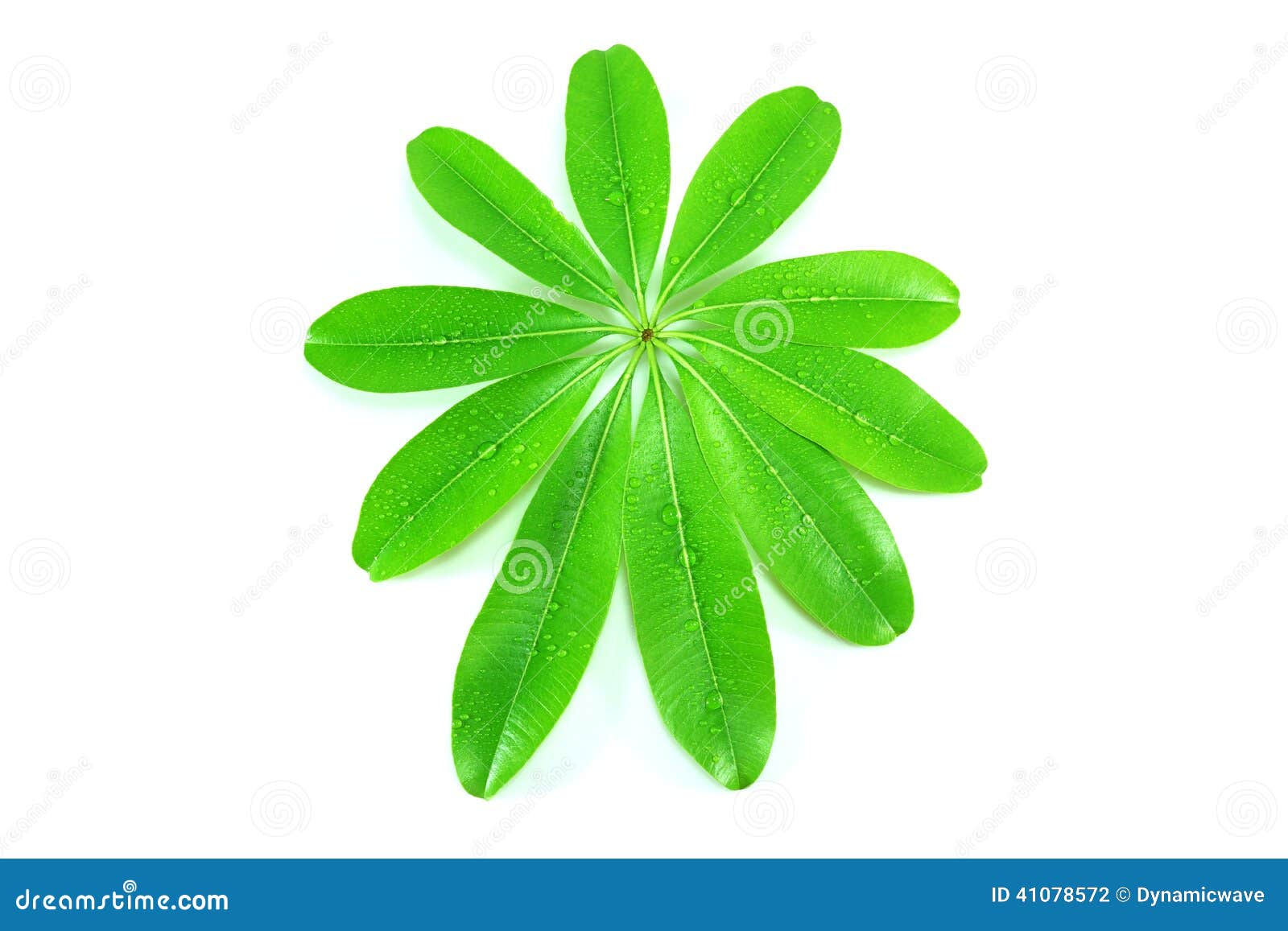 Multiple leaf stock photo. Image of tree, grow, green - 41078572