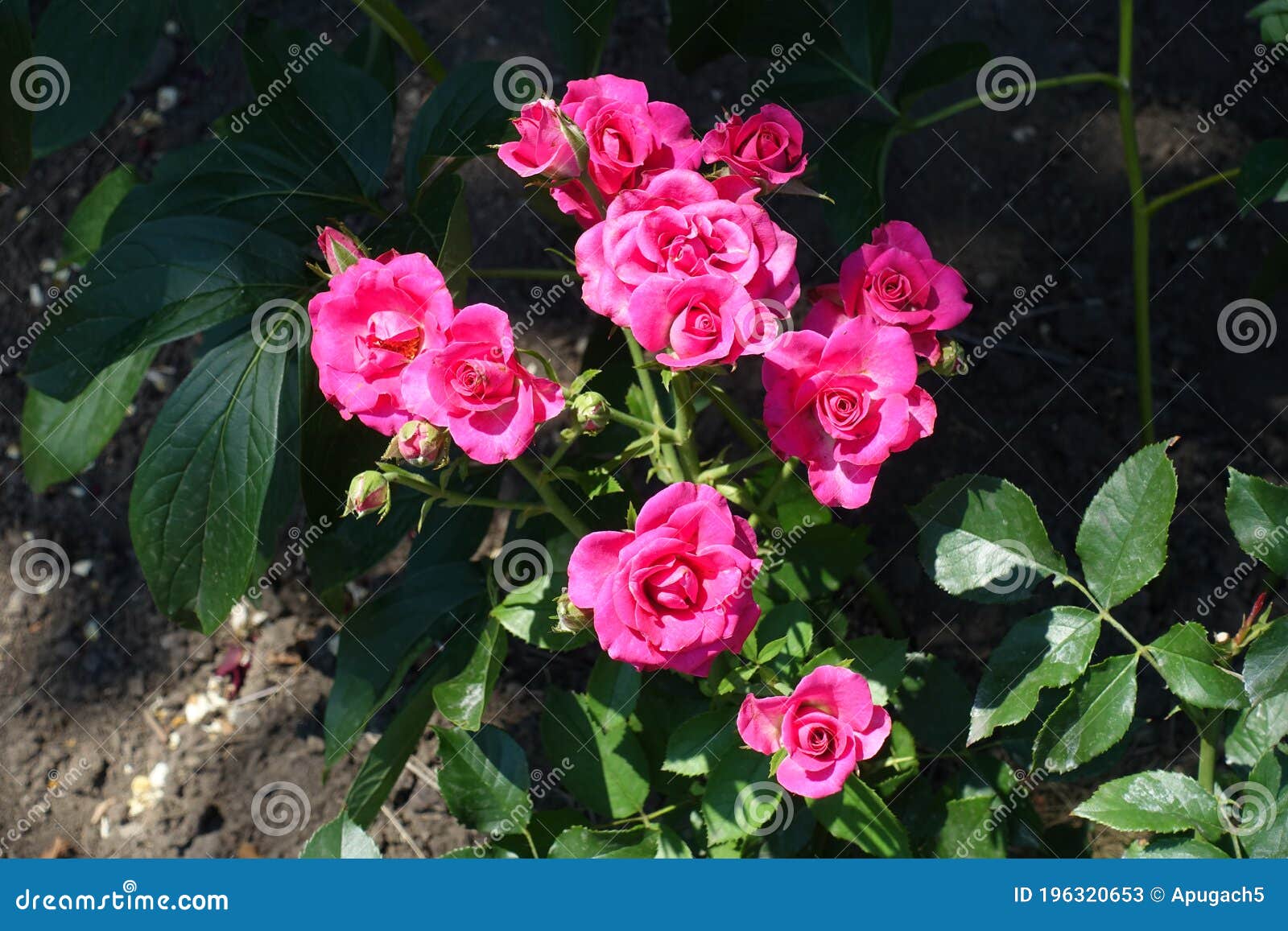 Multiple Magenta-colored Flowers of Roses in June Stock Image - Image ...