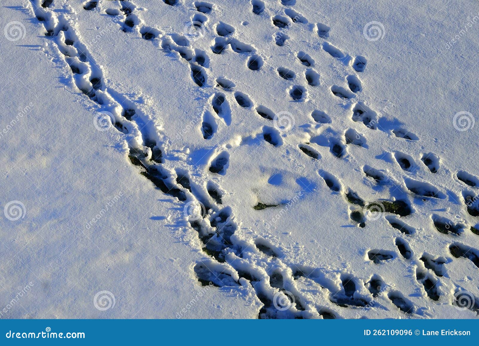 Multiple or Many Footprints in Snow Stock Photo - Image of texture ...