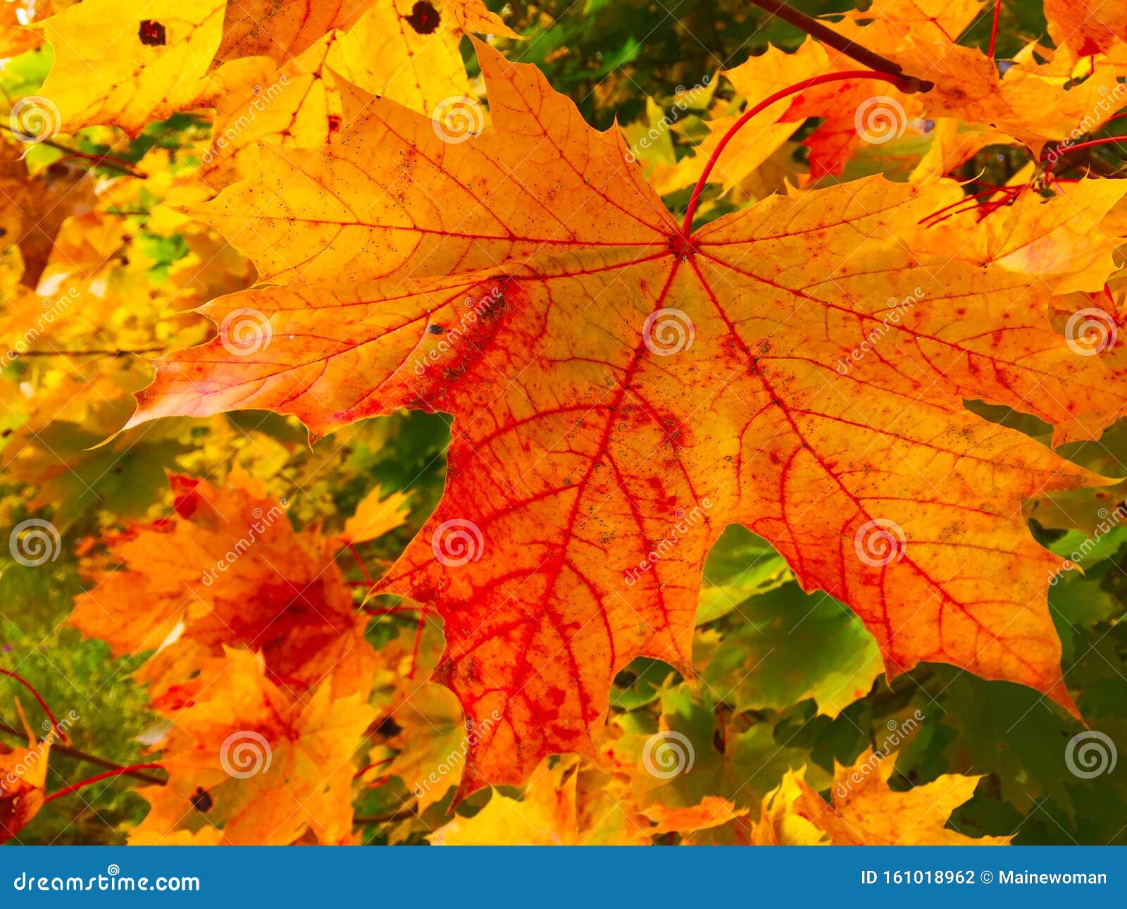 Multiple Maple Leaves with One Specific Stock Photo - Image of maine ...