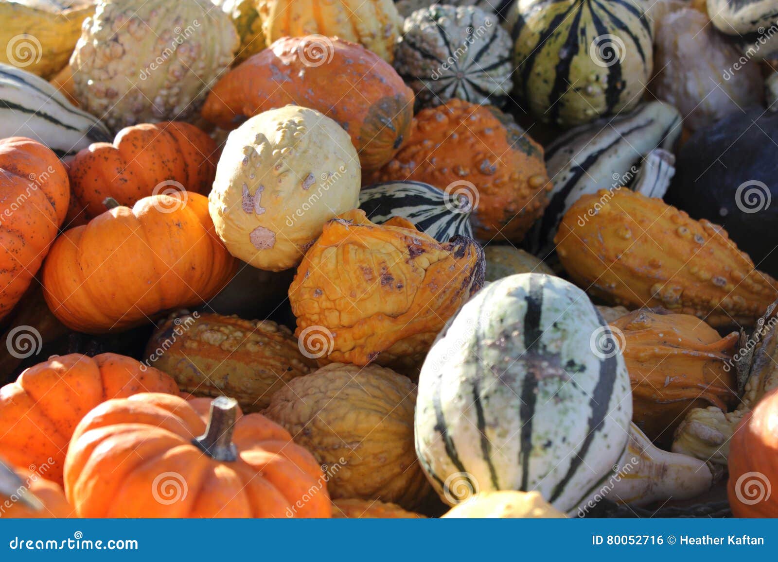 Multiple Miniature Pumpkins Resting in the Pumpkin Patch Stock Photo ...