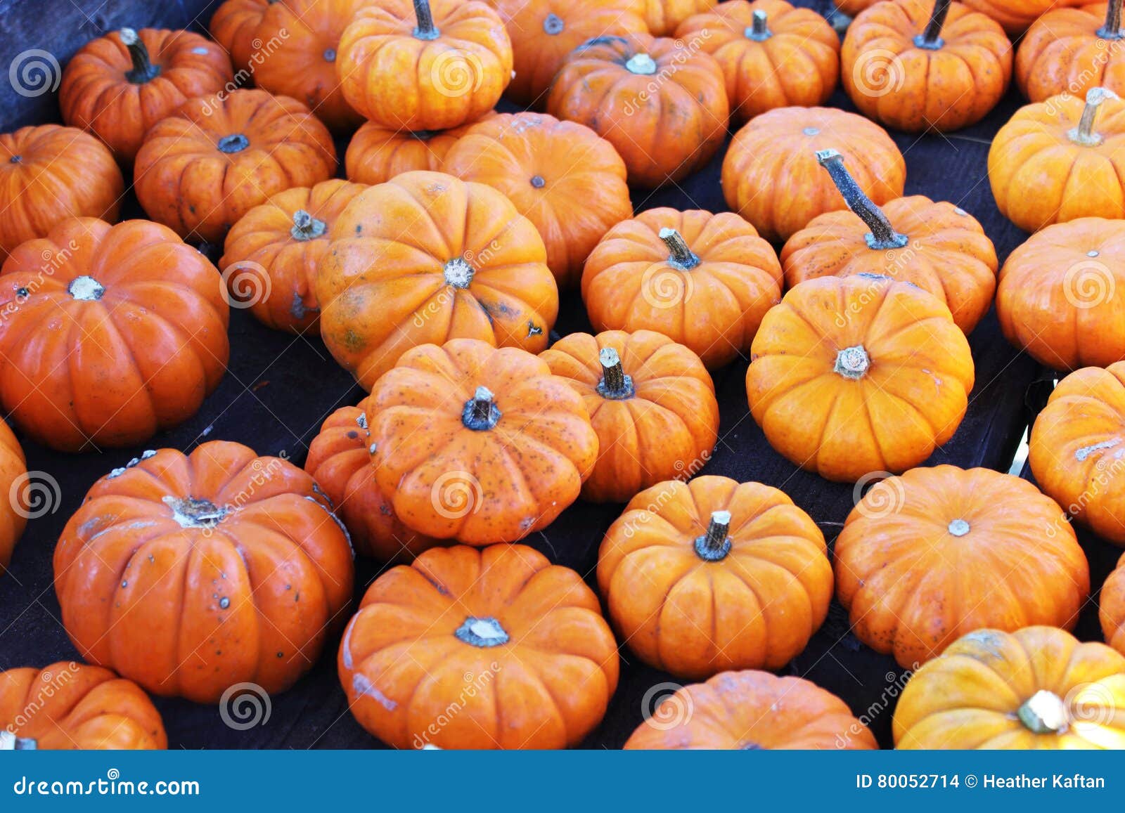Multiple Miniature Pumpkins Resting in the Pumpkin Patch Stock Photo ...