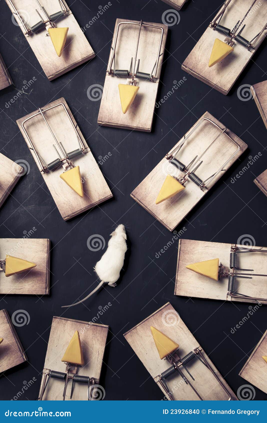 Multiple Mouse Traps with Cheese Stock Photo - Image of device, mouse ...