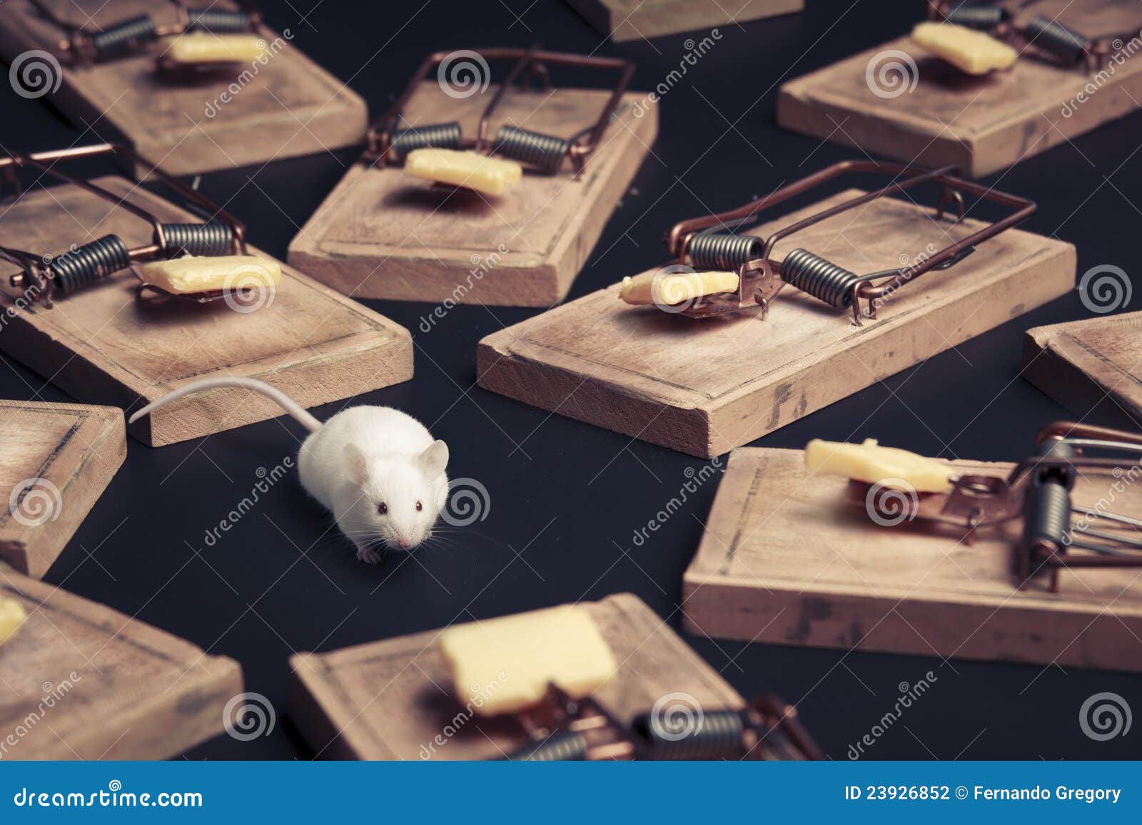 Multiple Mouse Traps with Cheese Stock Photo - Image of beware, problem ...