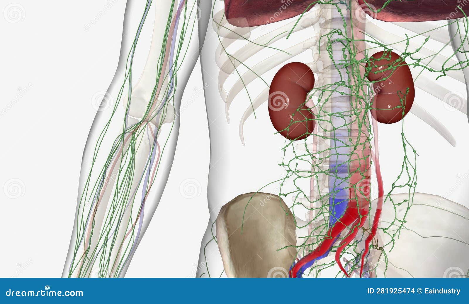 Multiple Myeloma Signs and Symptoms Stock Illustration - Illustration ...