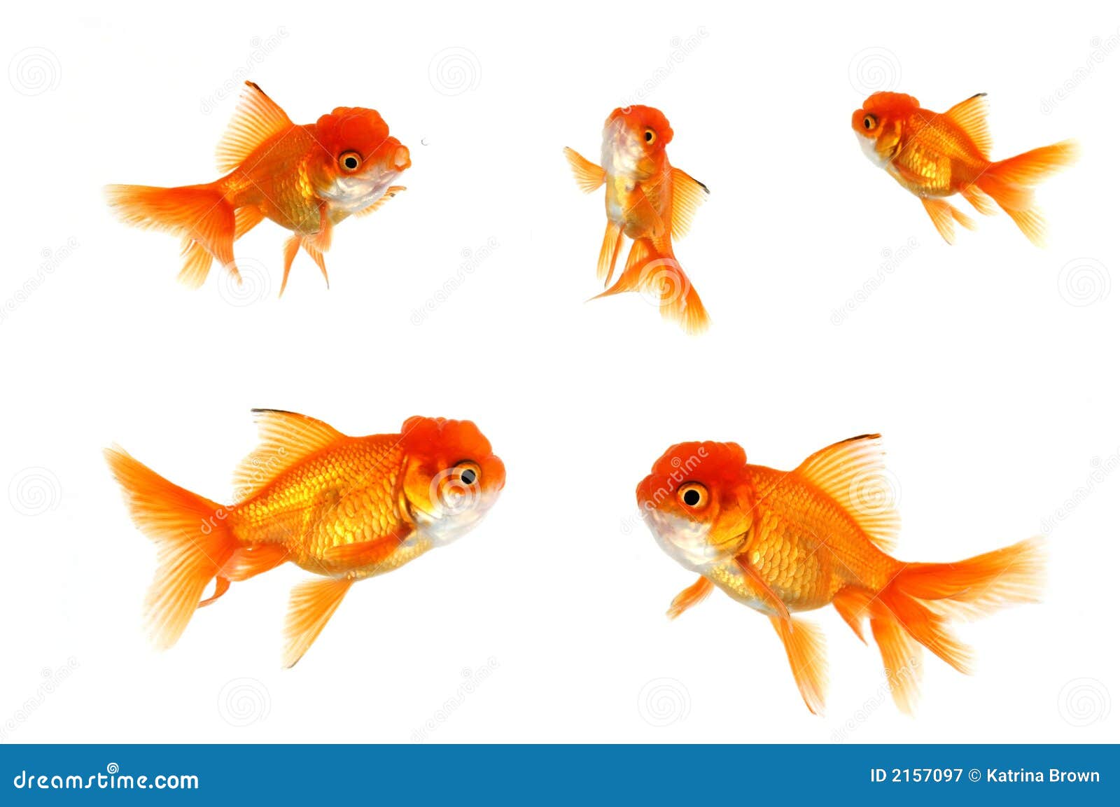 Multiple Orange Goldfish stock image. Image of family - 2157097