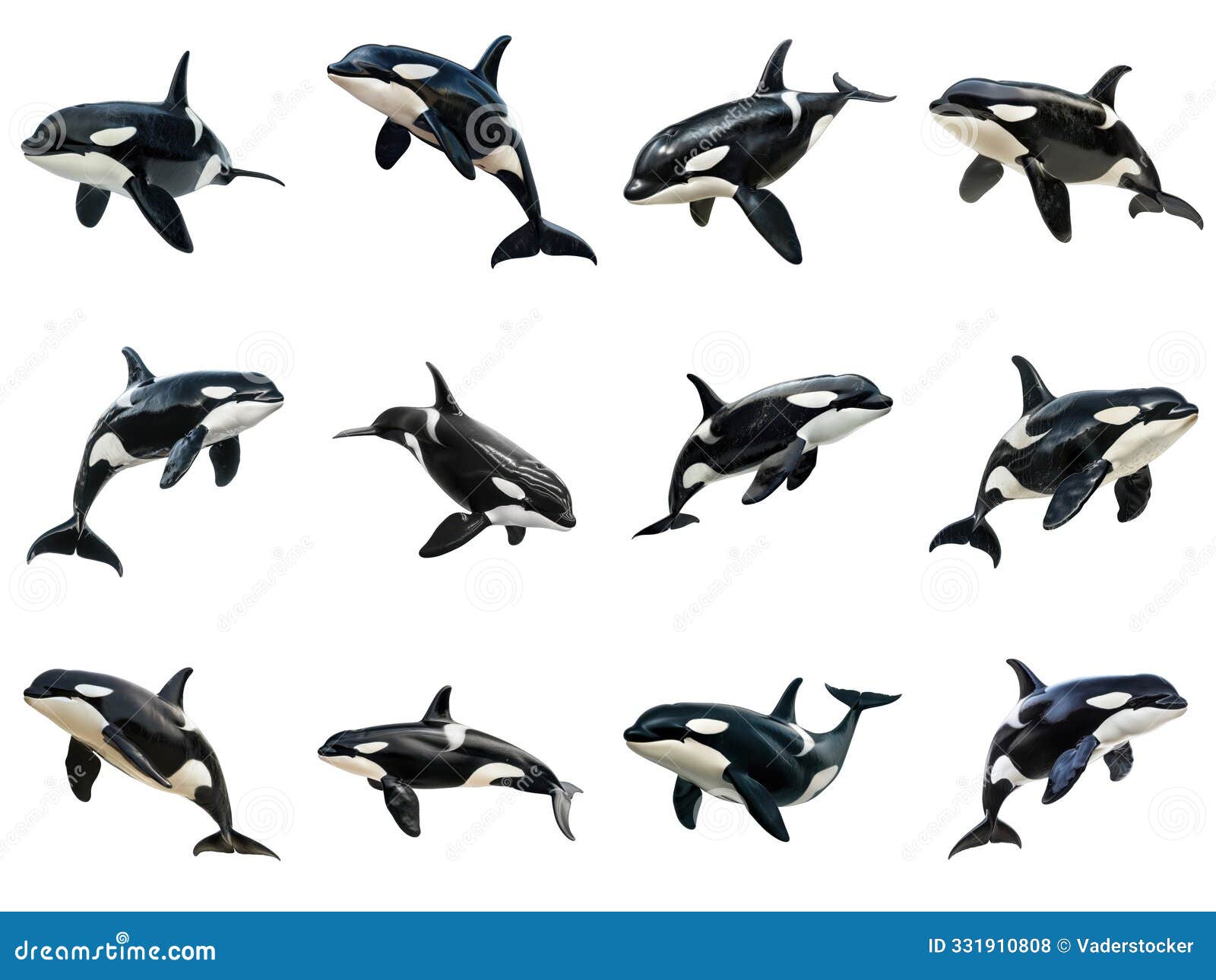 Multiple Orcas in Various Poses Jumping Against a White Background ...