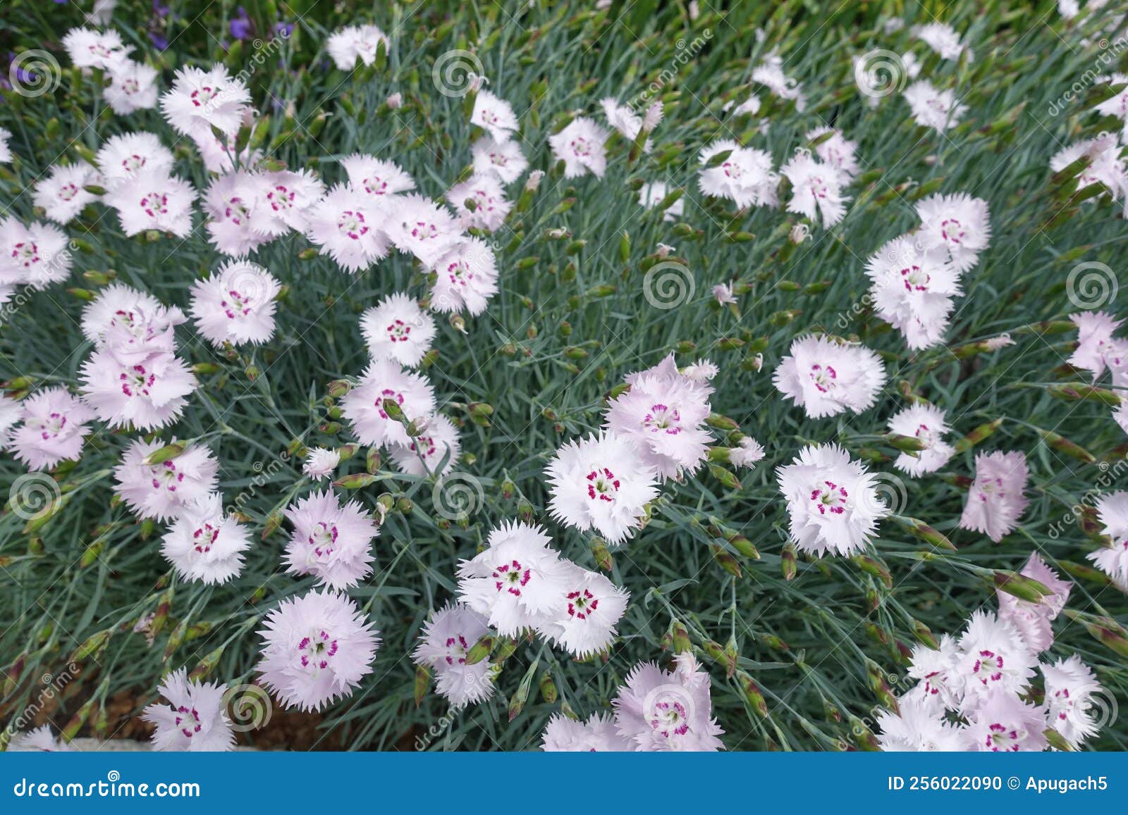 Multiple Pale Pink Flowers and Buds of Garden Pink in May Stock Photo ...