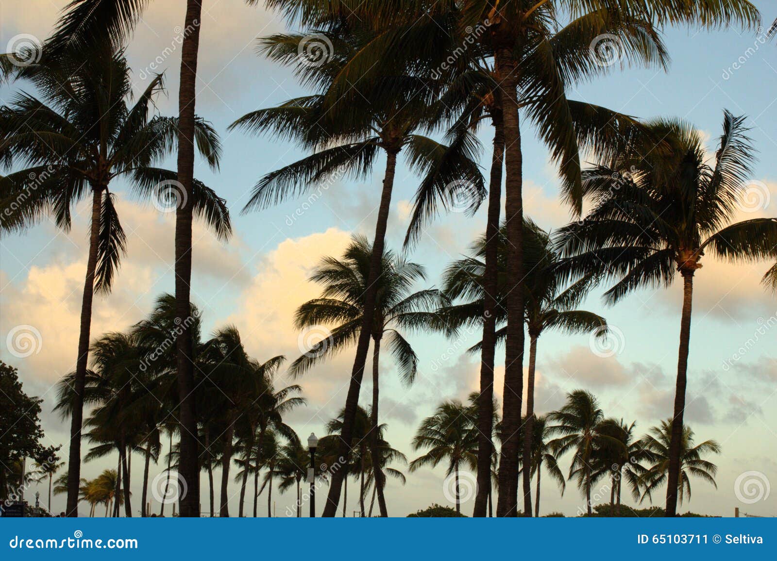 Multiple Palm Trees and Clouds and Sky Stock Image - Image of quiet ...