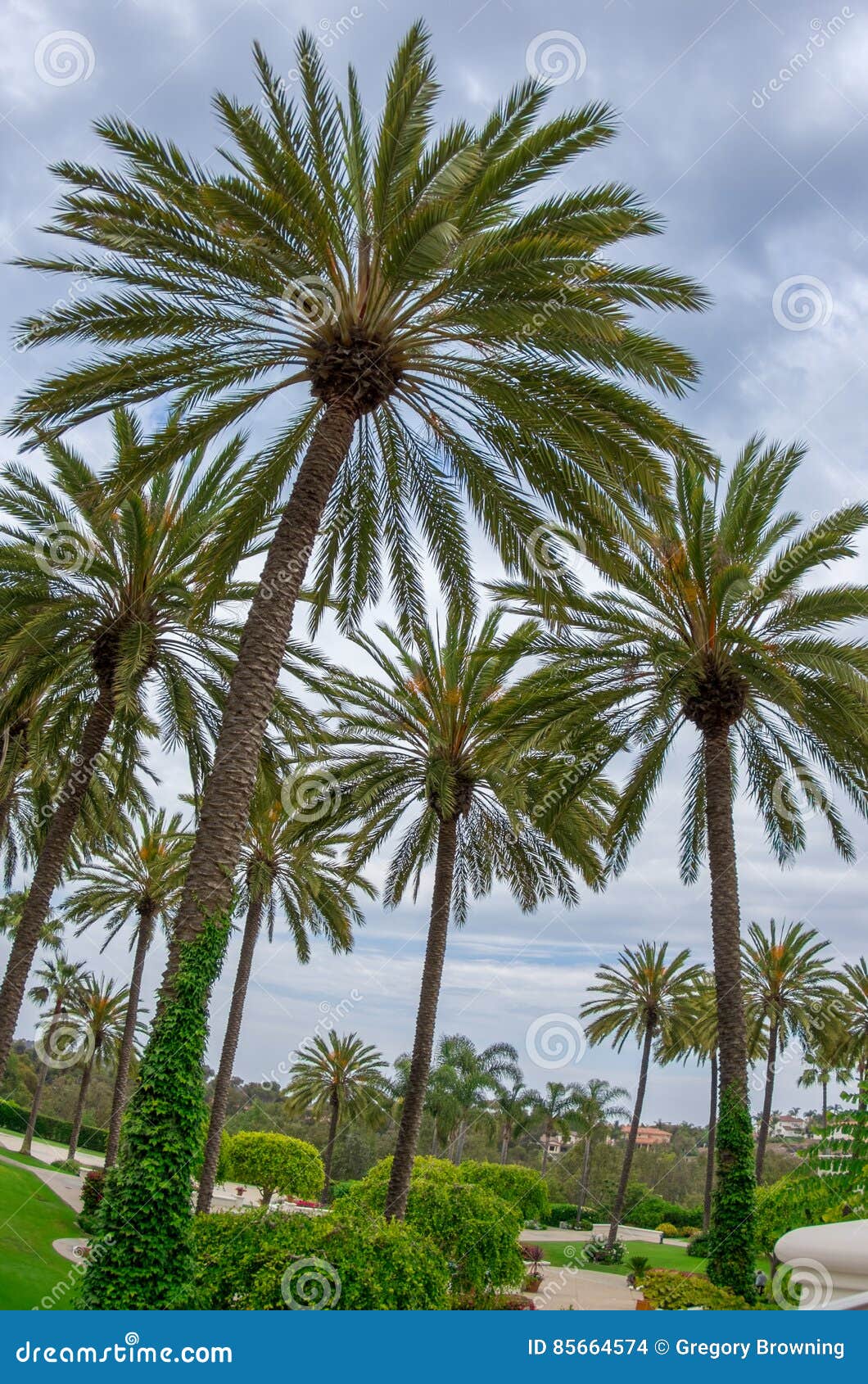 Multiple Palm Trees stock photo. Image of florida, palm - 85664574