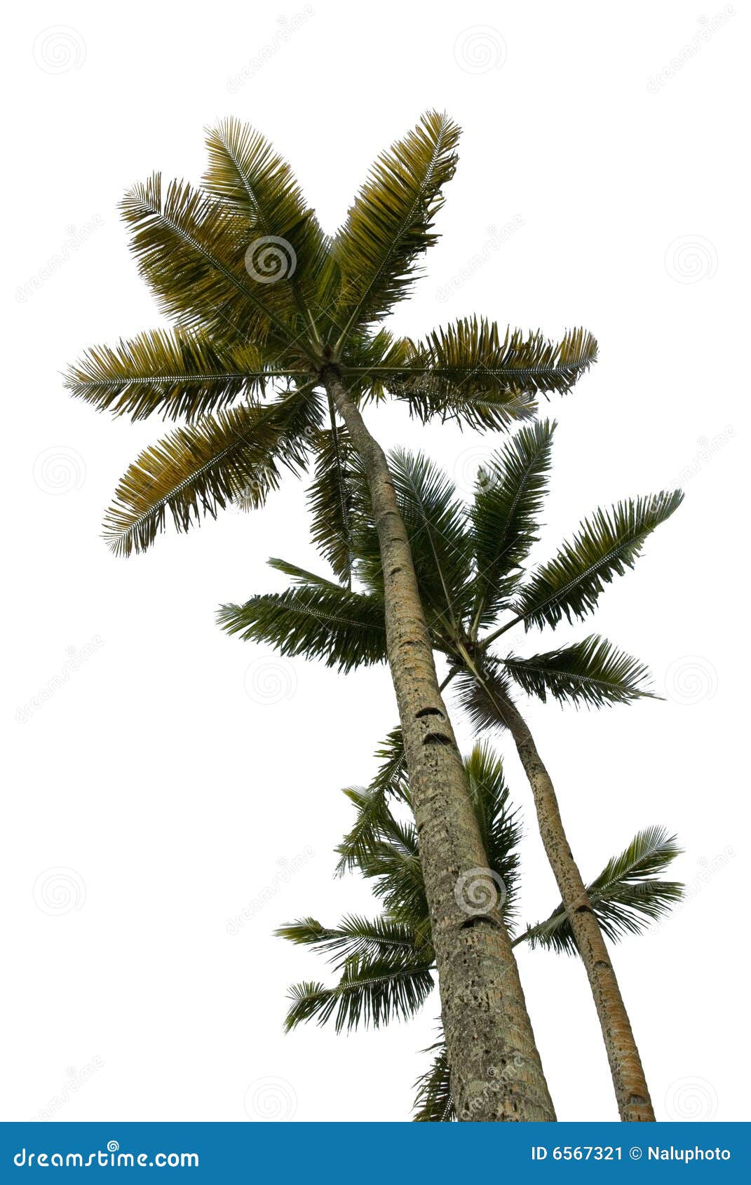 Multiple Palm Trees Isolated Stock Image - Image of frond, pacific: 6567321