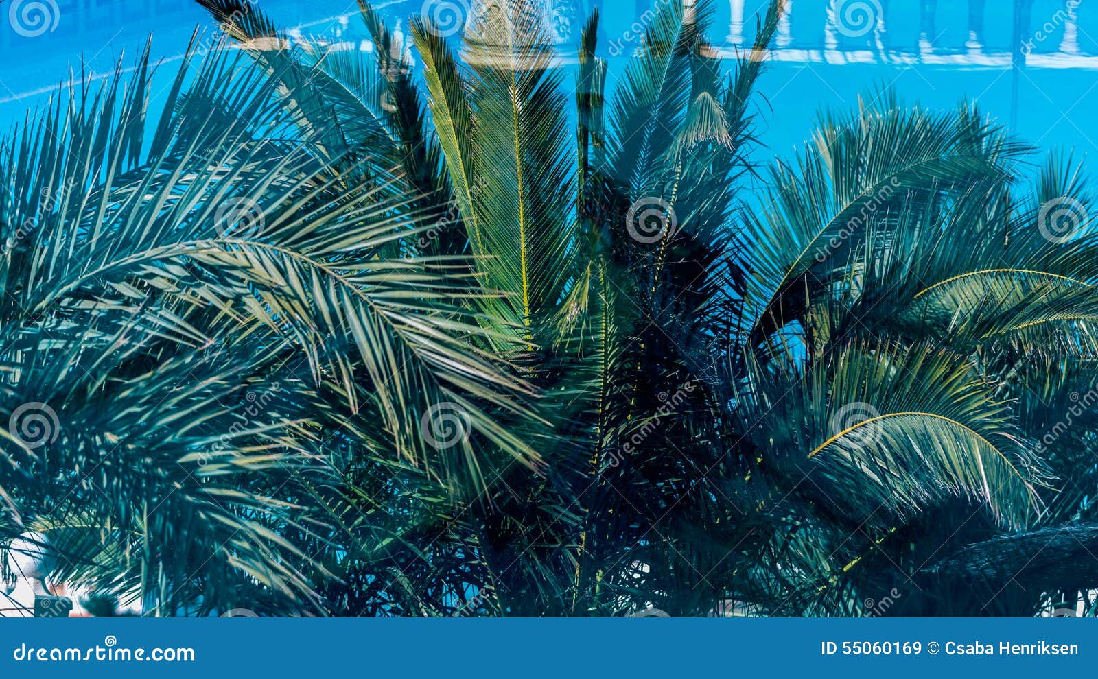 Multiple palms stock image. Image of portrait, white - 55060169