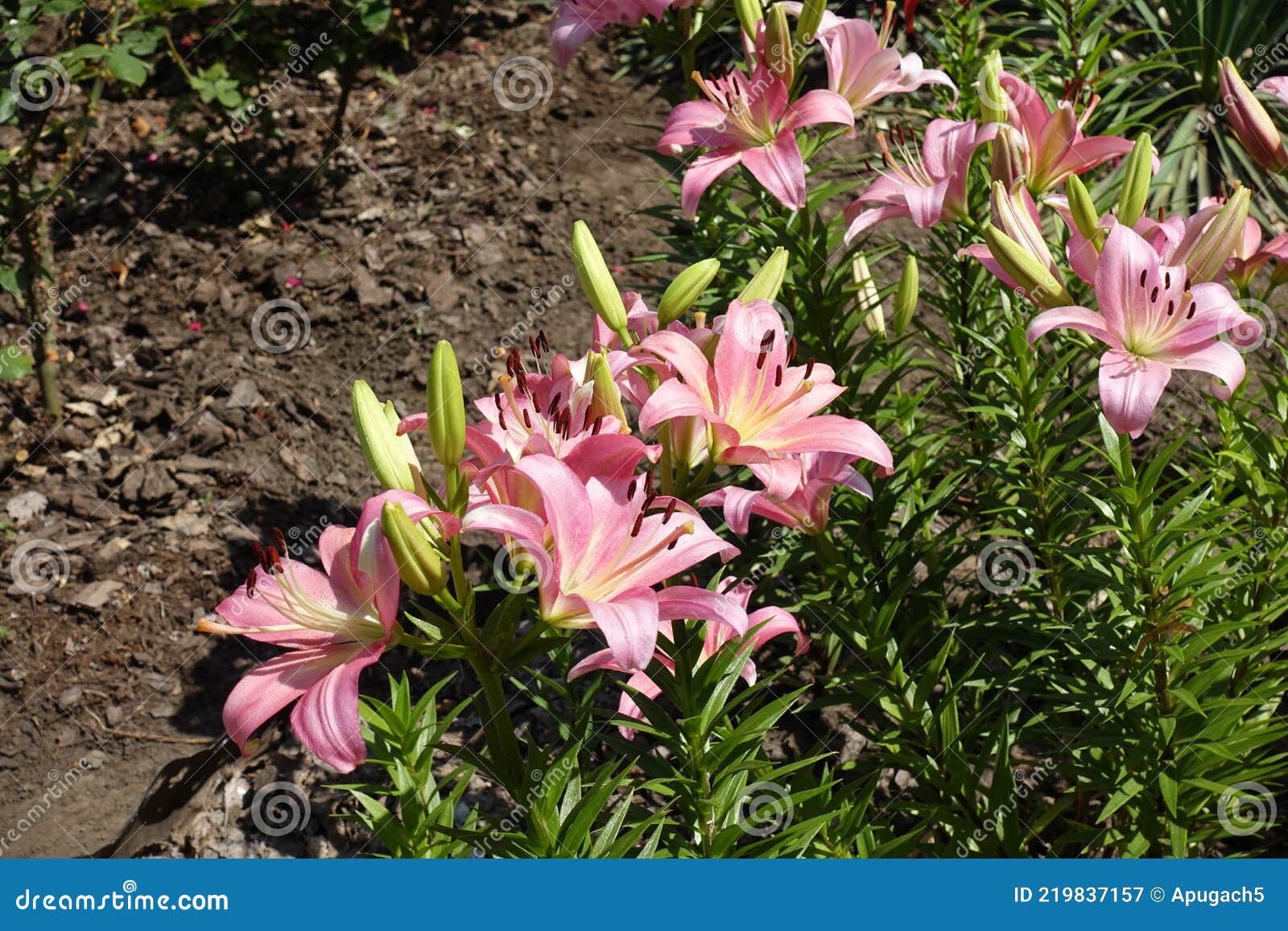 Multiple Pastel Pink Flowers of Lilies in June Stock Image - Image of ...