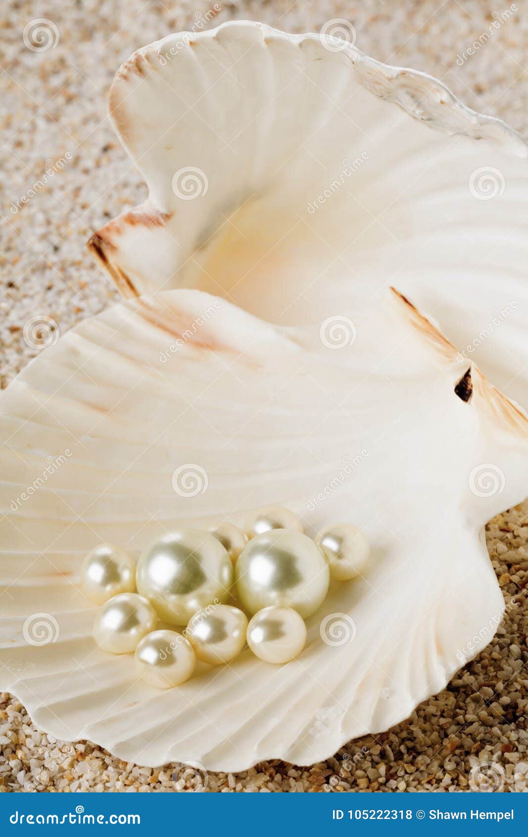 Multiple Pearls in Sea Shell on Sand Stock Photo - Image of ball, bead ...