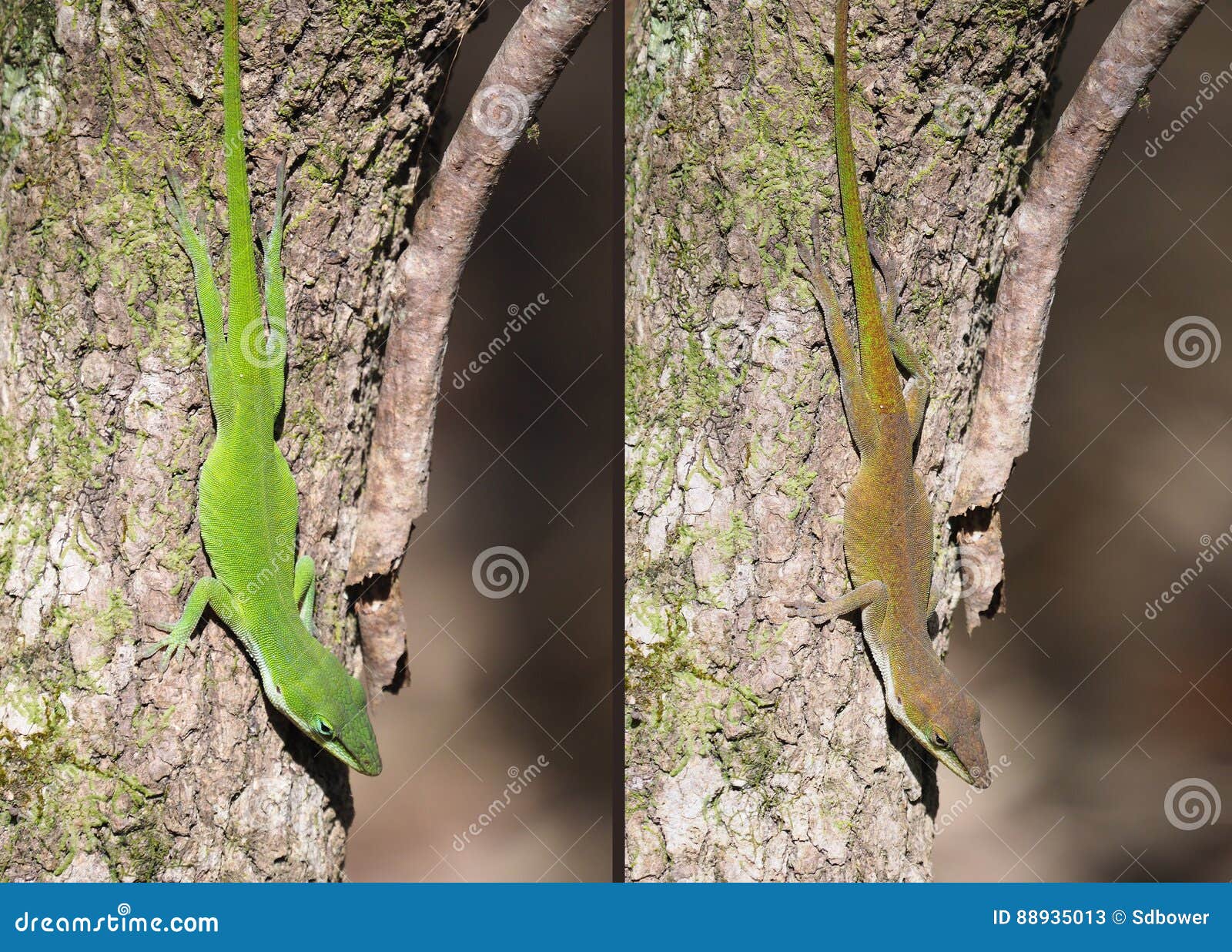 MUltiple Photos of Green Anole As he Changes Colors Stock Image - Image ...