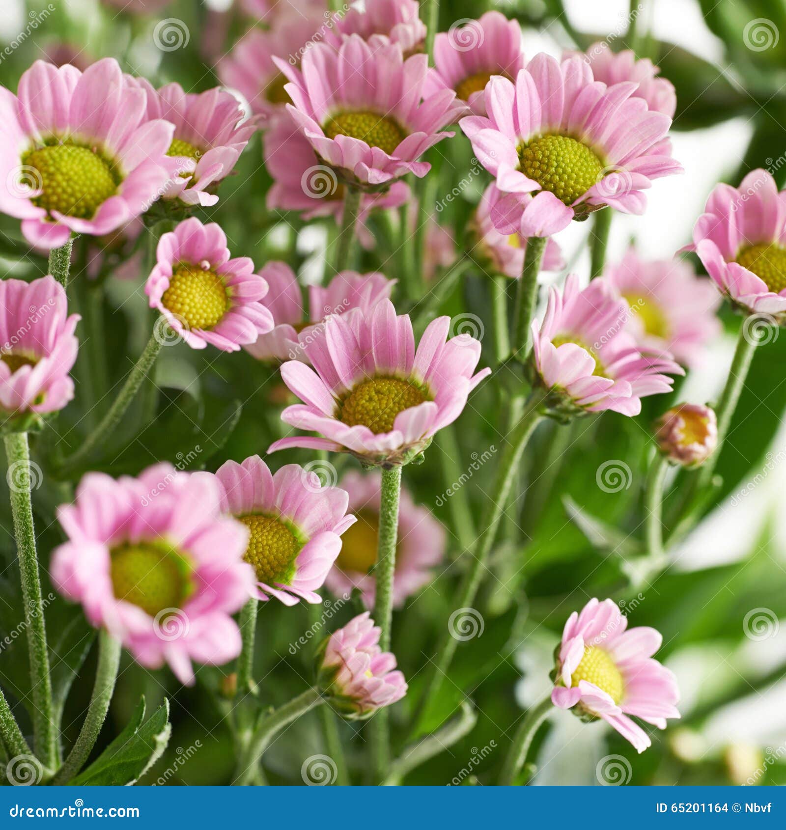 Multiple Pink Chrysanthemum Flowers Stock Photo - Image of objects ...