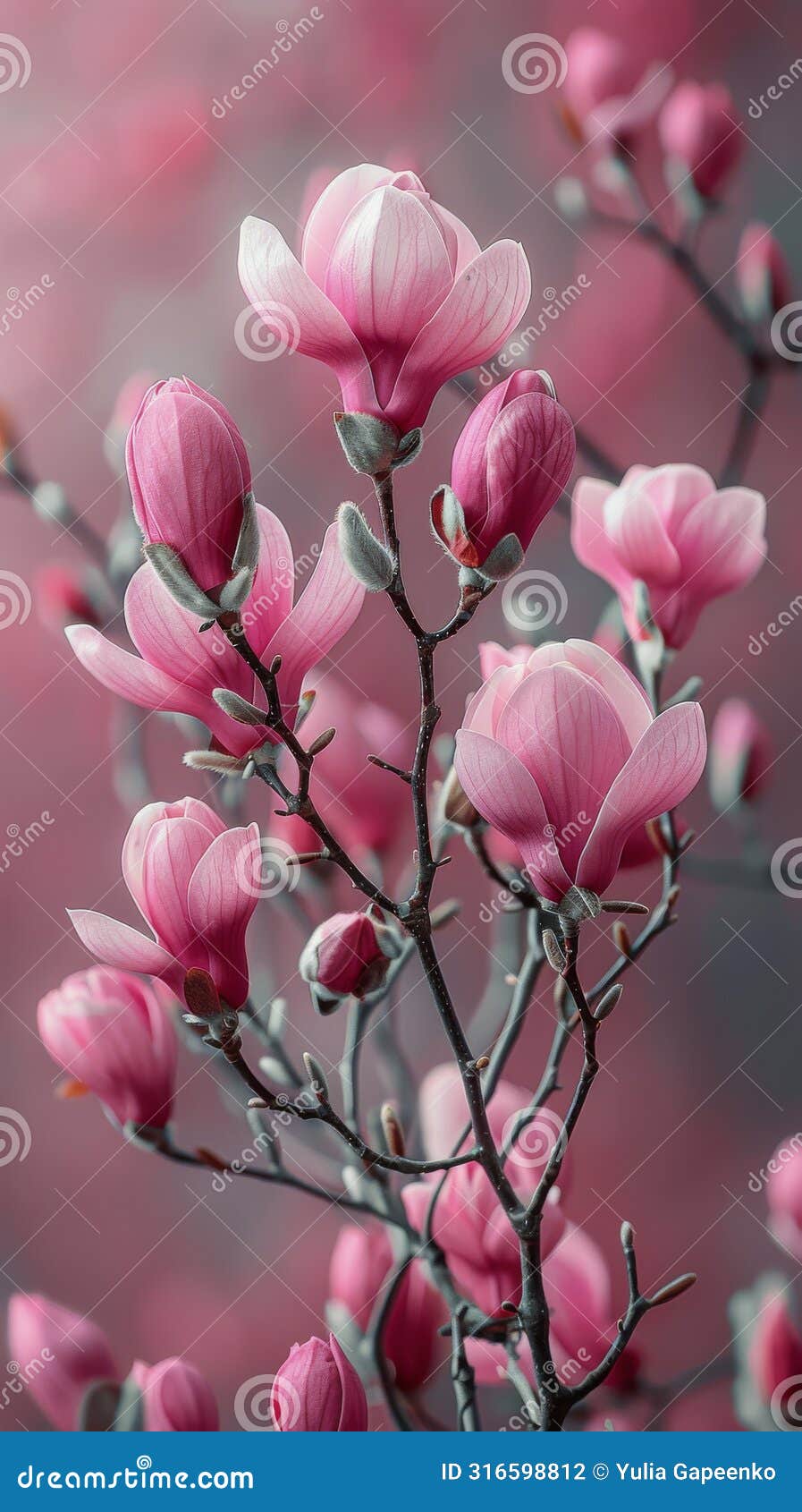 Cluster of Pink Flowers on Tree Stock Photo - Image of blossom ...