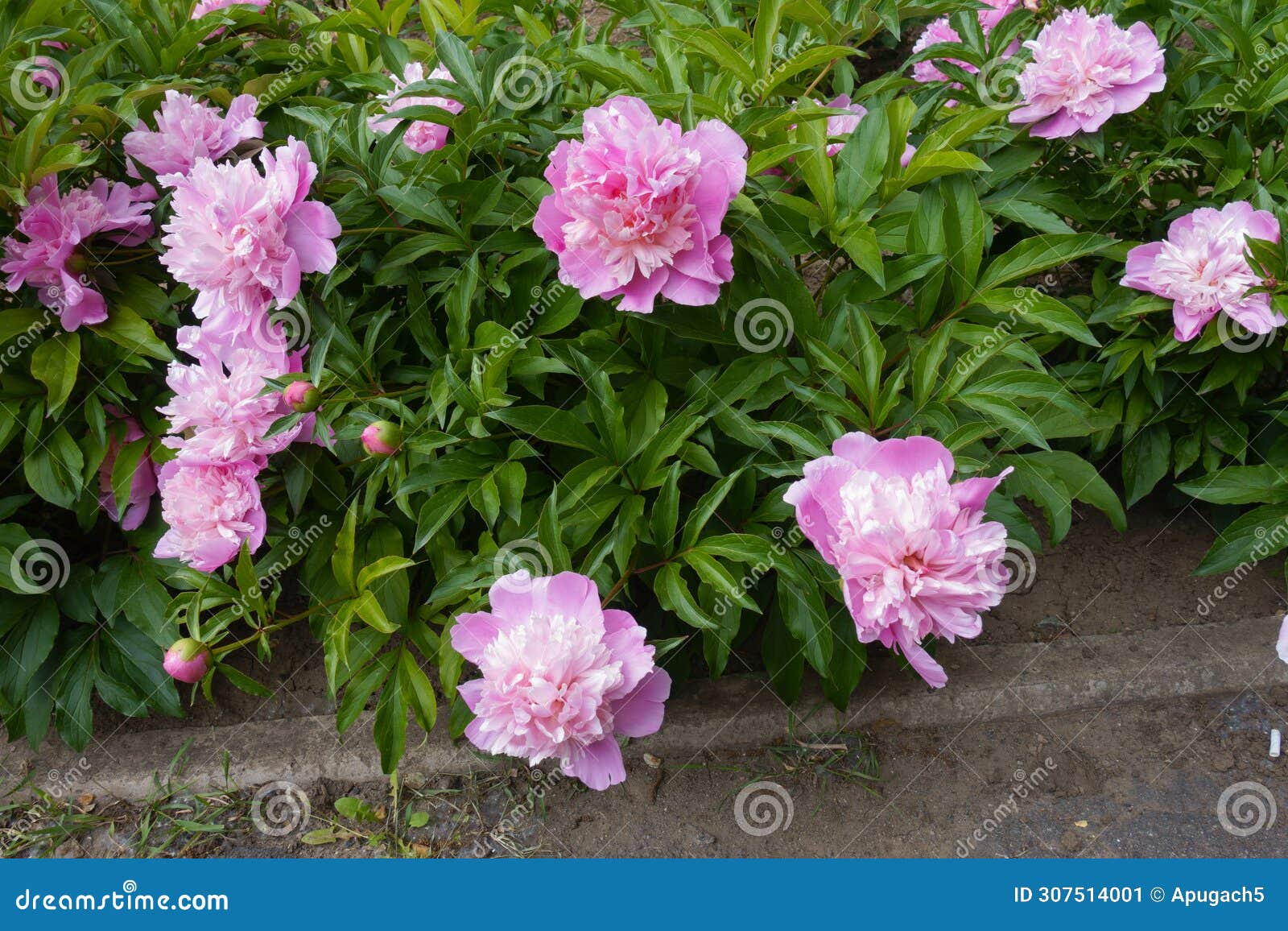Multiple Pink Flowers of Peonies in May Stock Image - Image of leafage ...