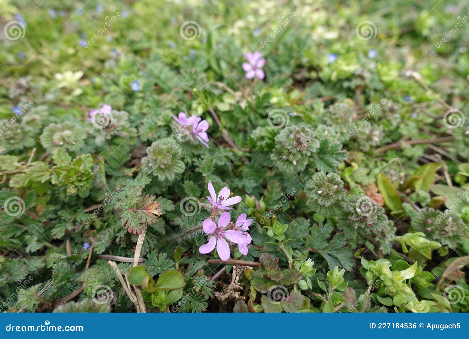 Erodium Cicutarium, Also Known As Redstem Filaree Royalty-Free Stock ...