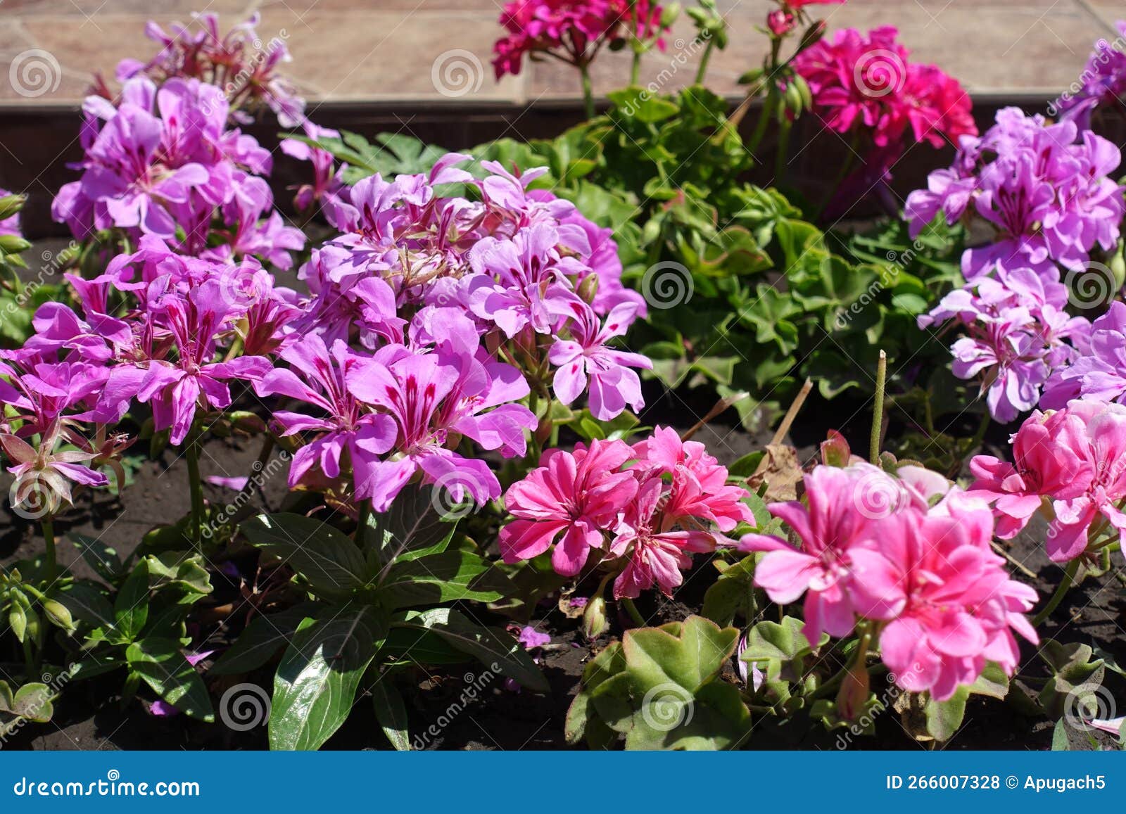 Multiple Pink Flowers of Ivy-leaved Pelargonium Stock Photo - Image of ...
